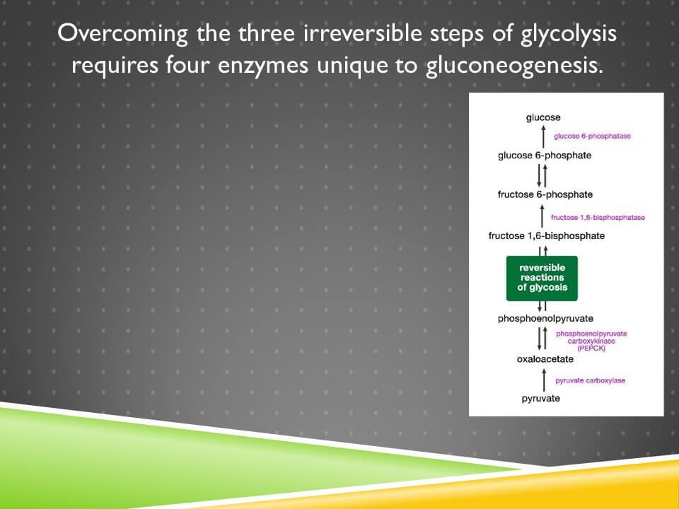 29. Gluconeogenesis: Expensive, but Essential