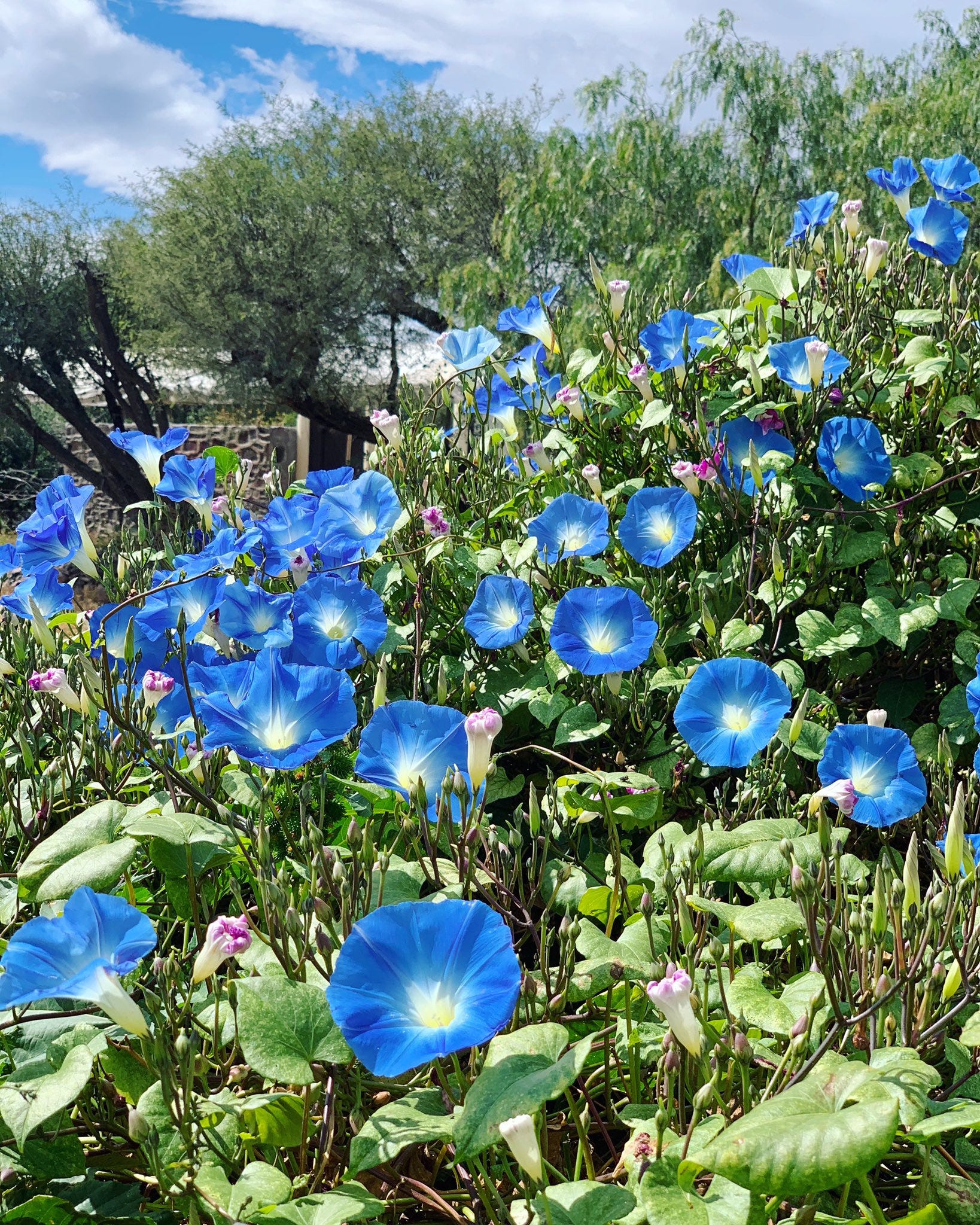 Ayni & The Solstice 🌞 - by Gaia Solaris - eco-nnect