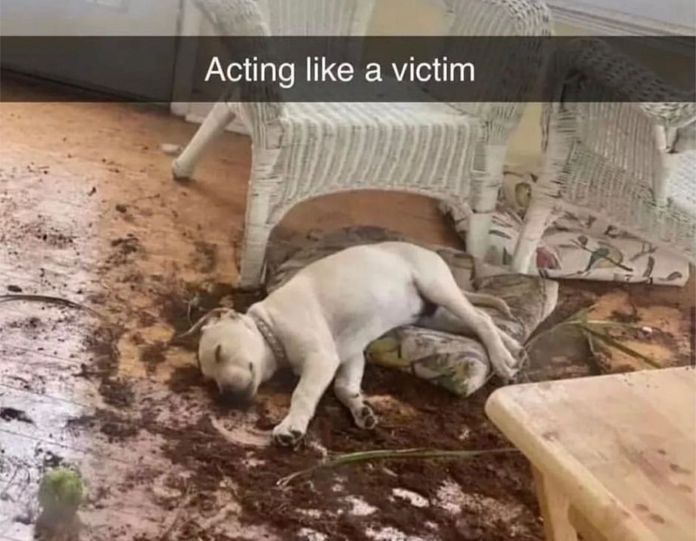 Acting Like a Victim - Persinette