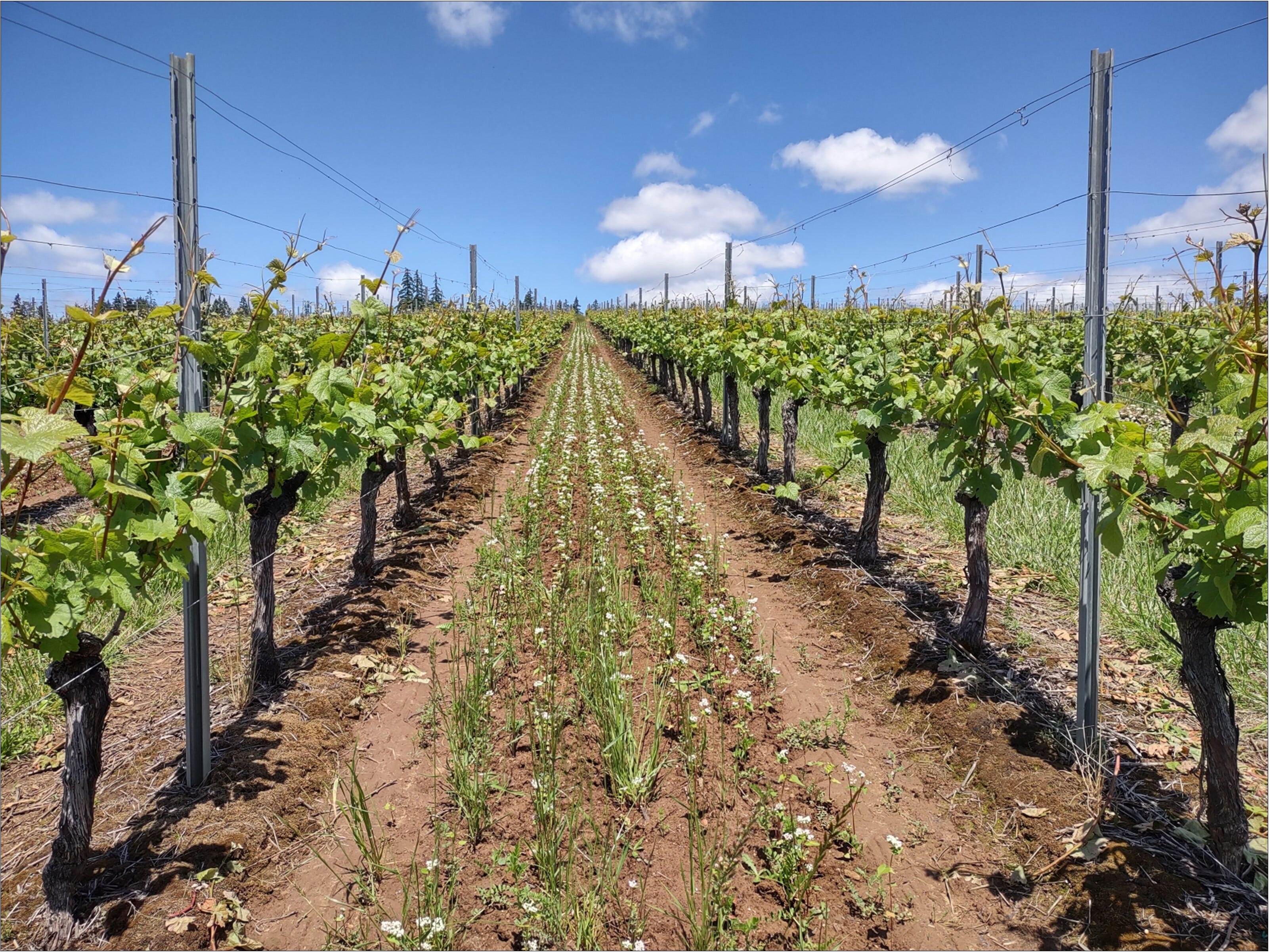 Amalie Robert Estate Special Update: First Day of Summer