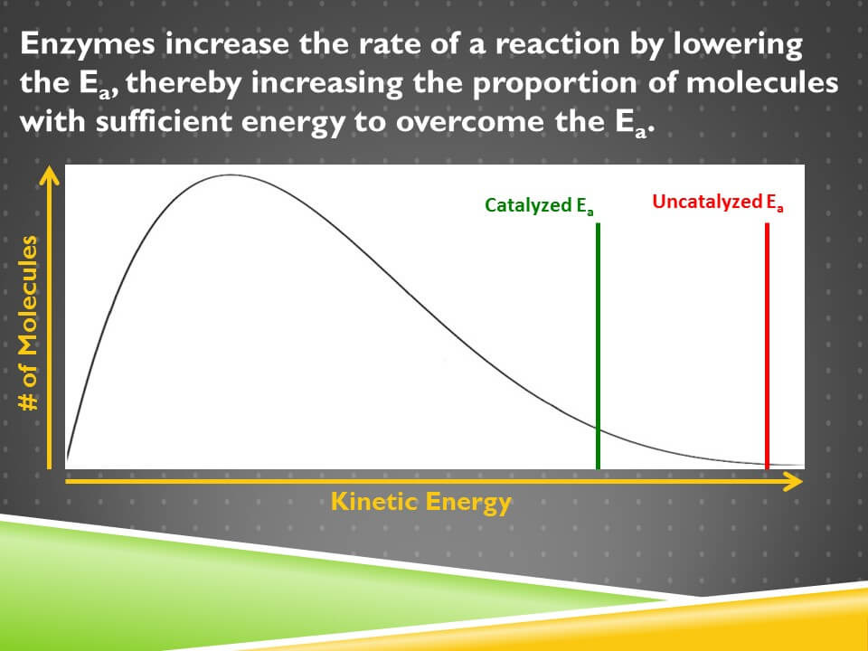 2. Activation Energy and Enzymes - by Chris Masterjohn, PhD