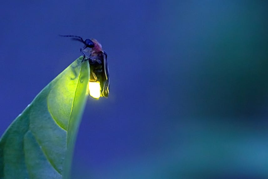 What's behind the glowing ocean and fireflies?