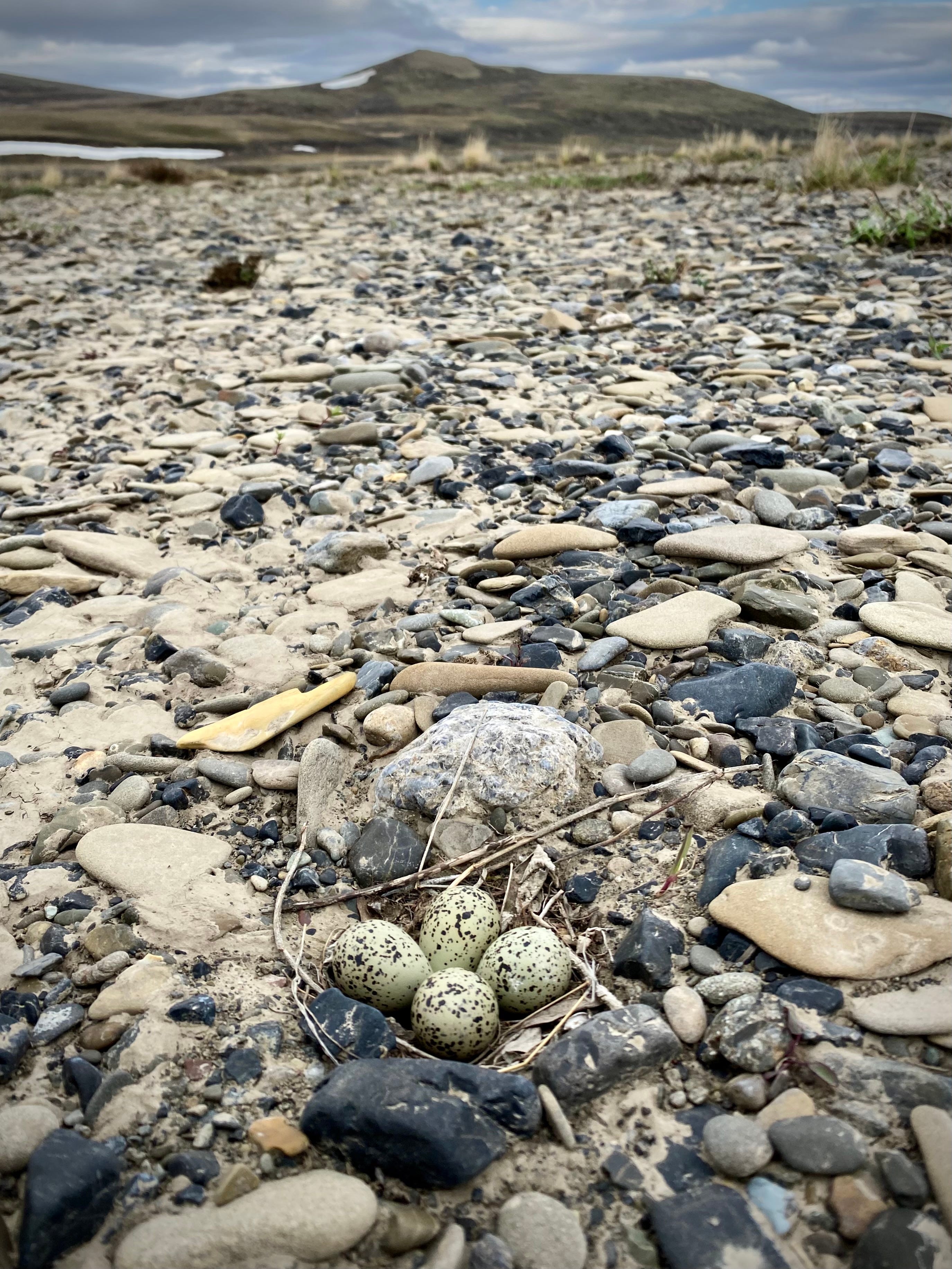 North Slope: Photo Gallery - by Neil Shea
