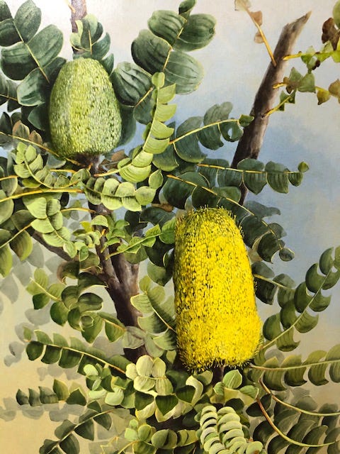 Ellis Rowan - 'the flower hunter' - by Amanda Hickey