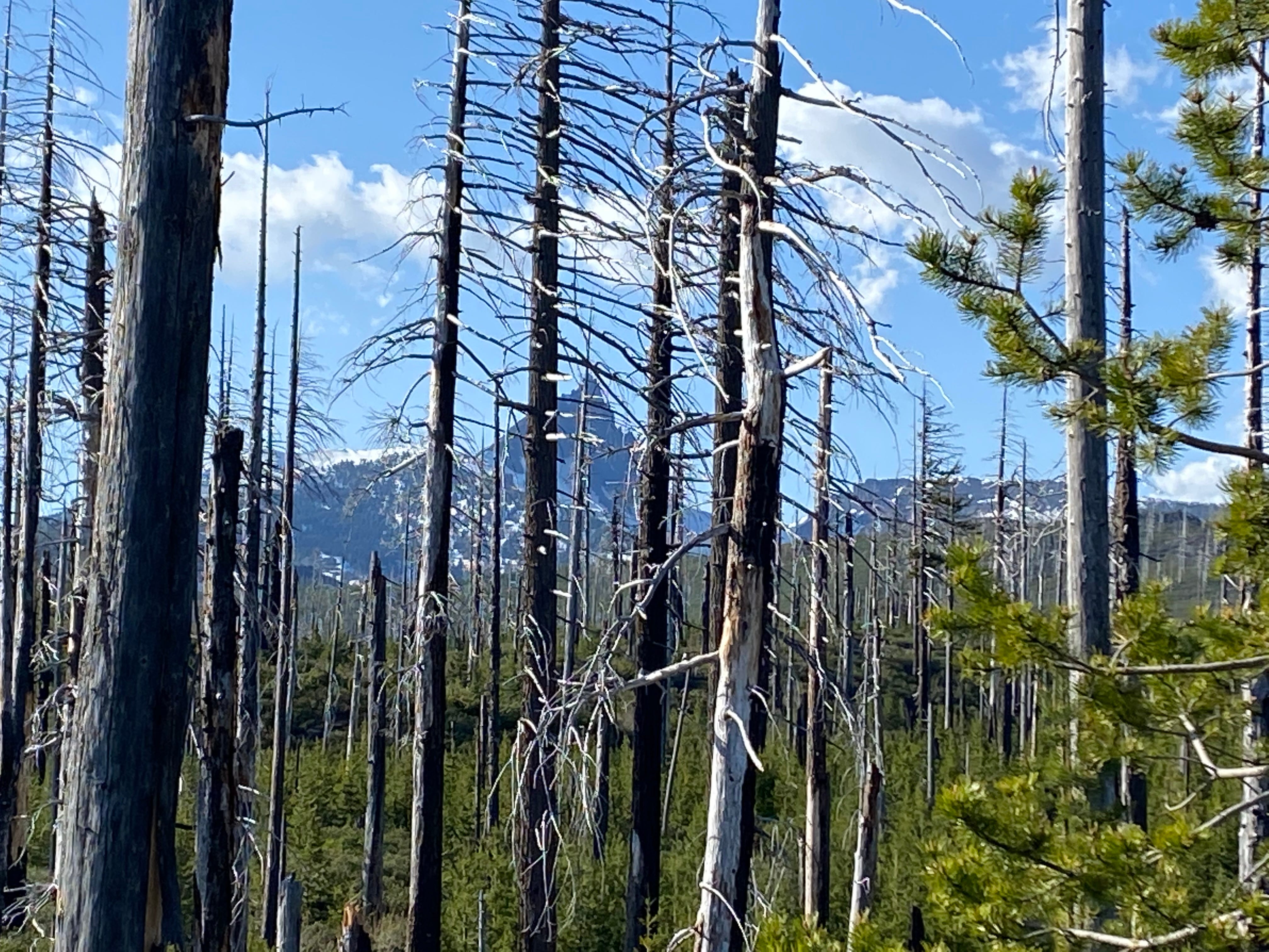 The Role of Wildfire in Ecosystems - by Darby Bergl
