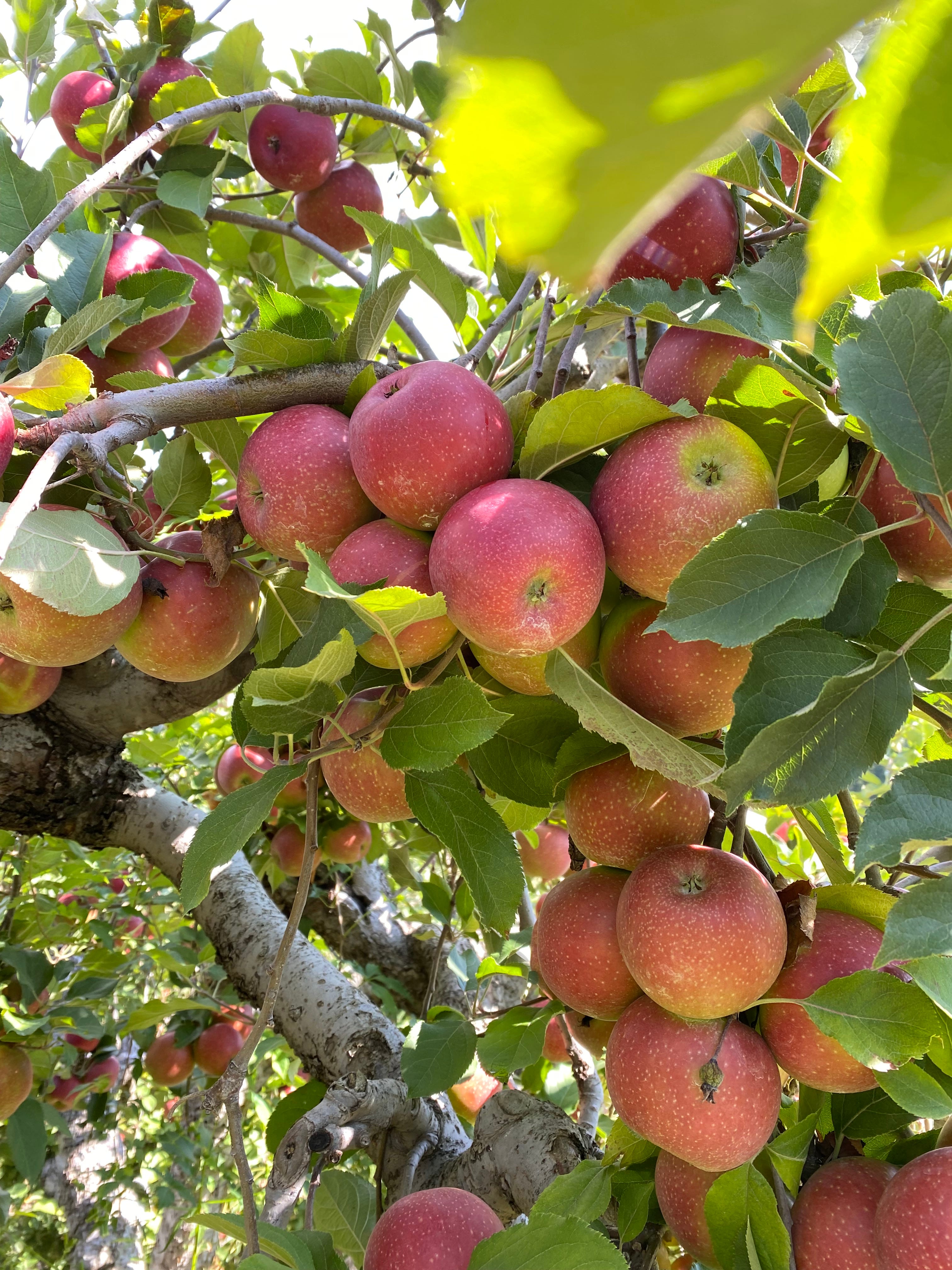 Finally Fall - by Carmen Fong, MD
