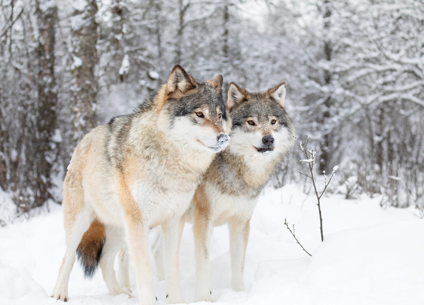 KW Norton Borders | Substack