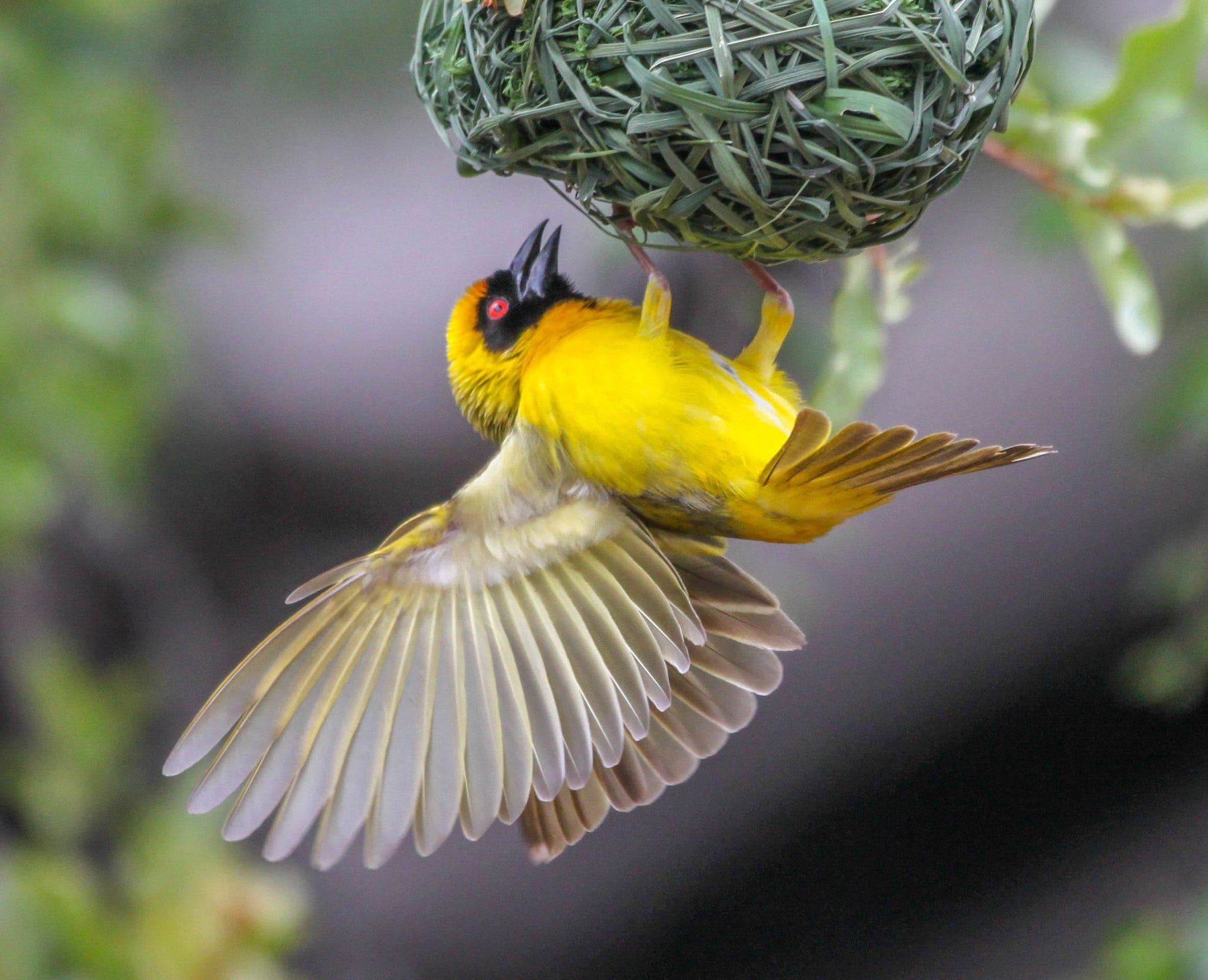 Birds of the Week: Weavers - by Jack Mirkinson