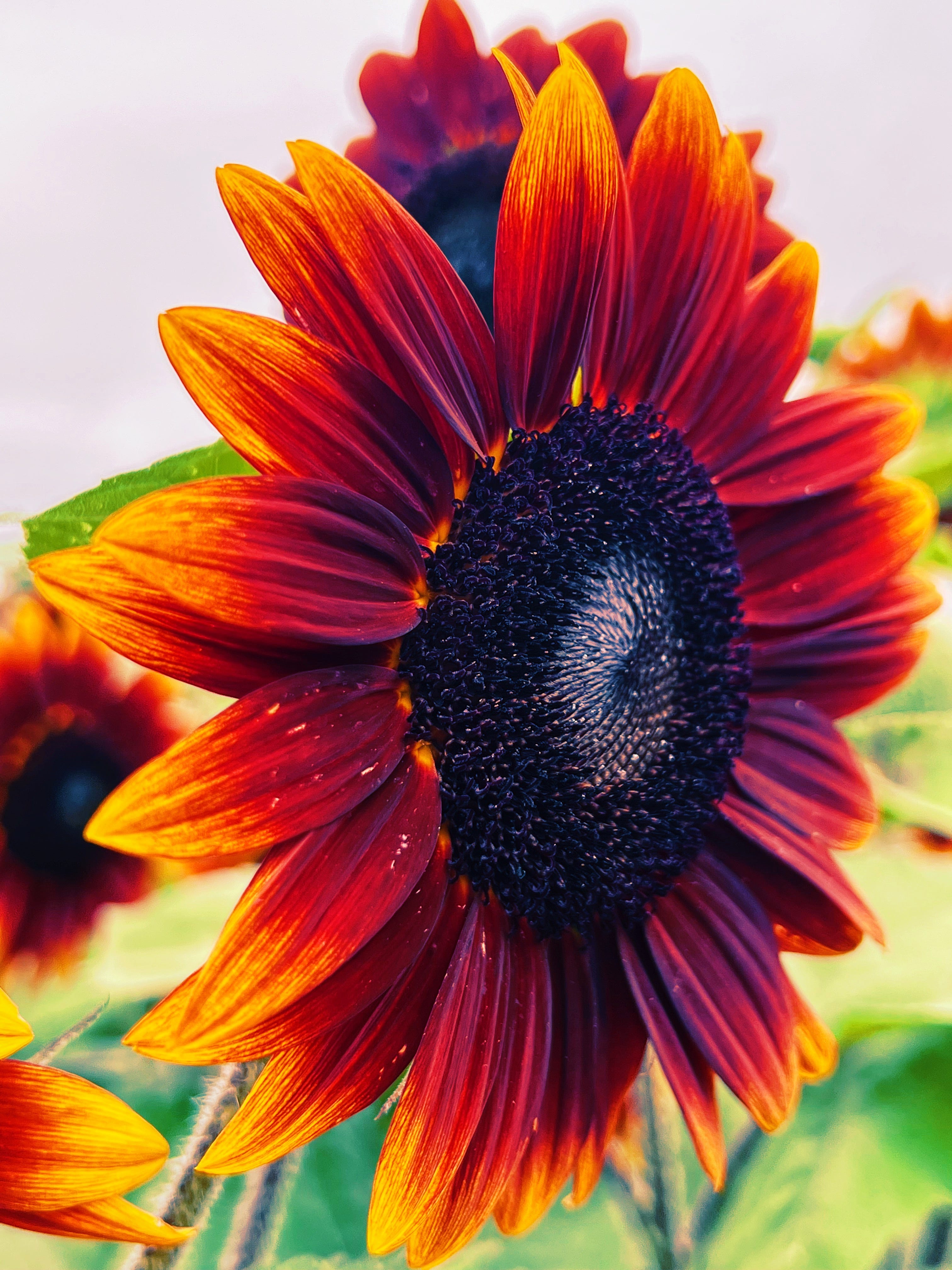 It's Sunflower Season! - by Sheila Moeschen - Humor Saves!