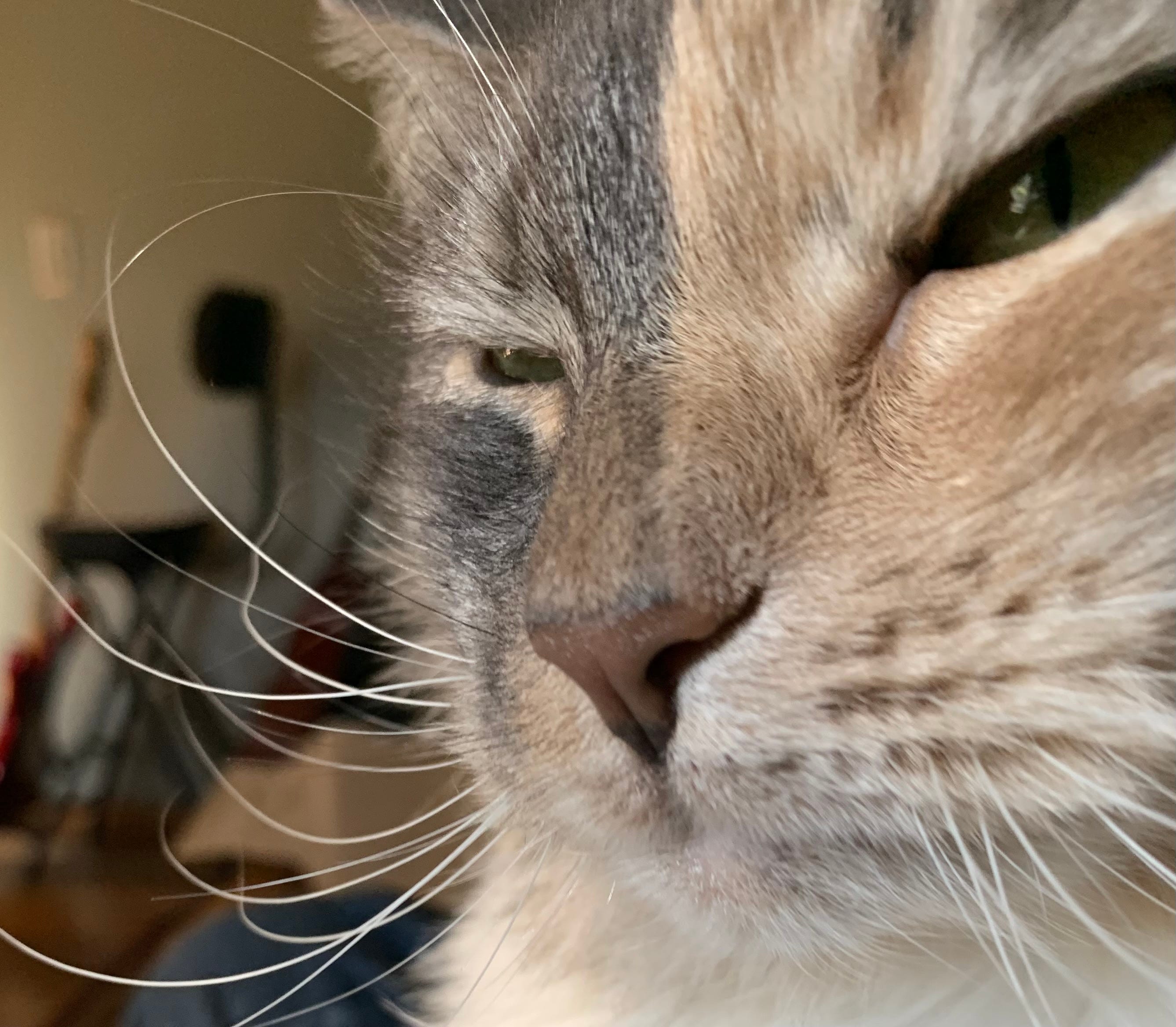 Does Michael Acoustic Choke Out His Cat? Well, No, Actually ...