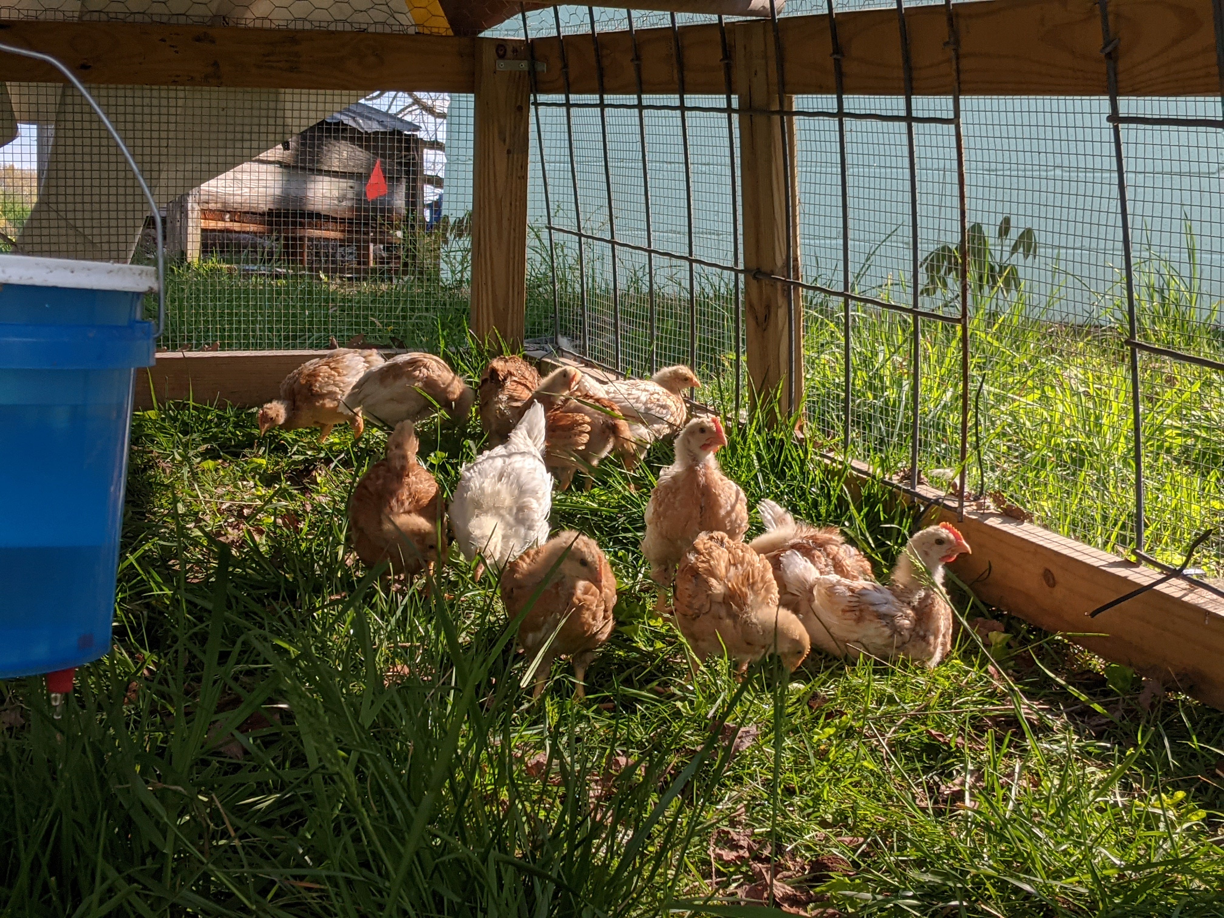 The Early Bird Gets The Self Love - by AC Shilton