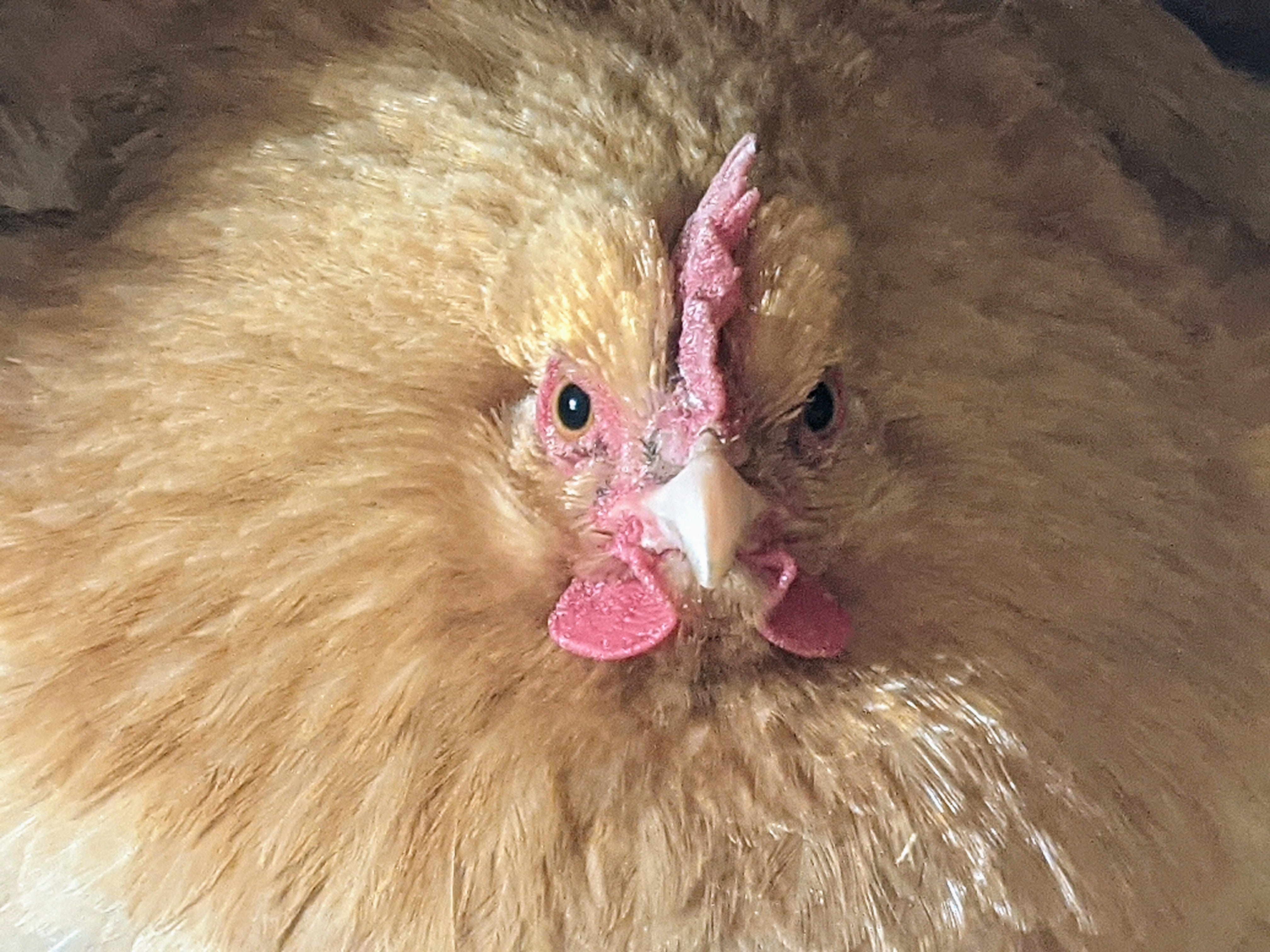 A chicken and egg problem - by AC Shilton