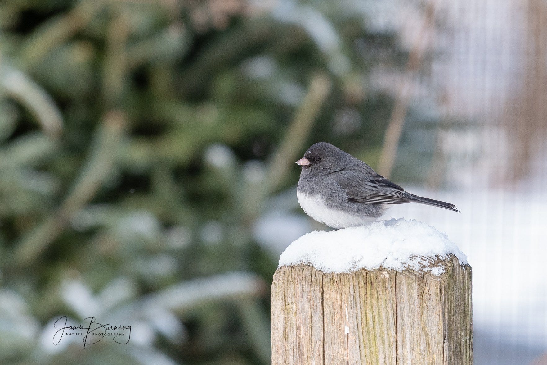 On the origin of Dark-eyed Junco subspecies in Ohio