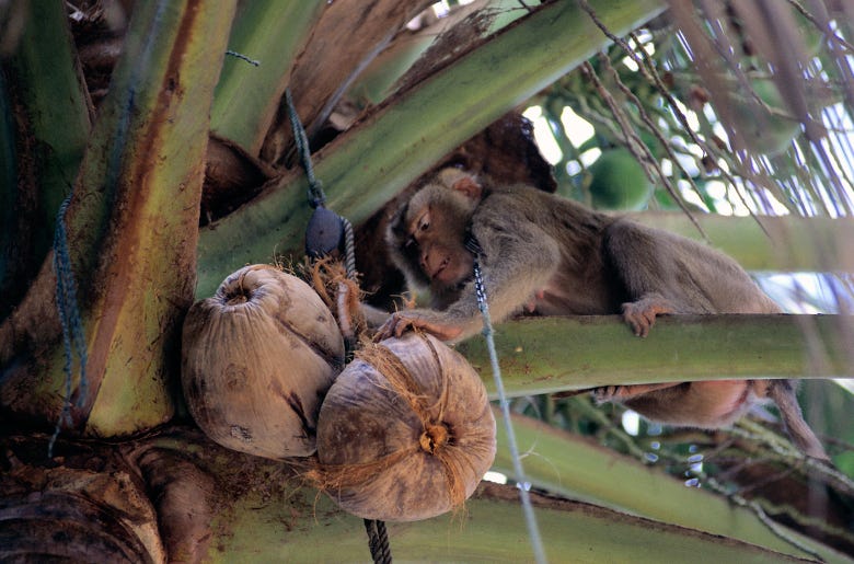 Did an abused monkey pick your coconut?