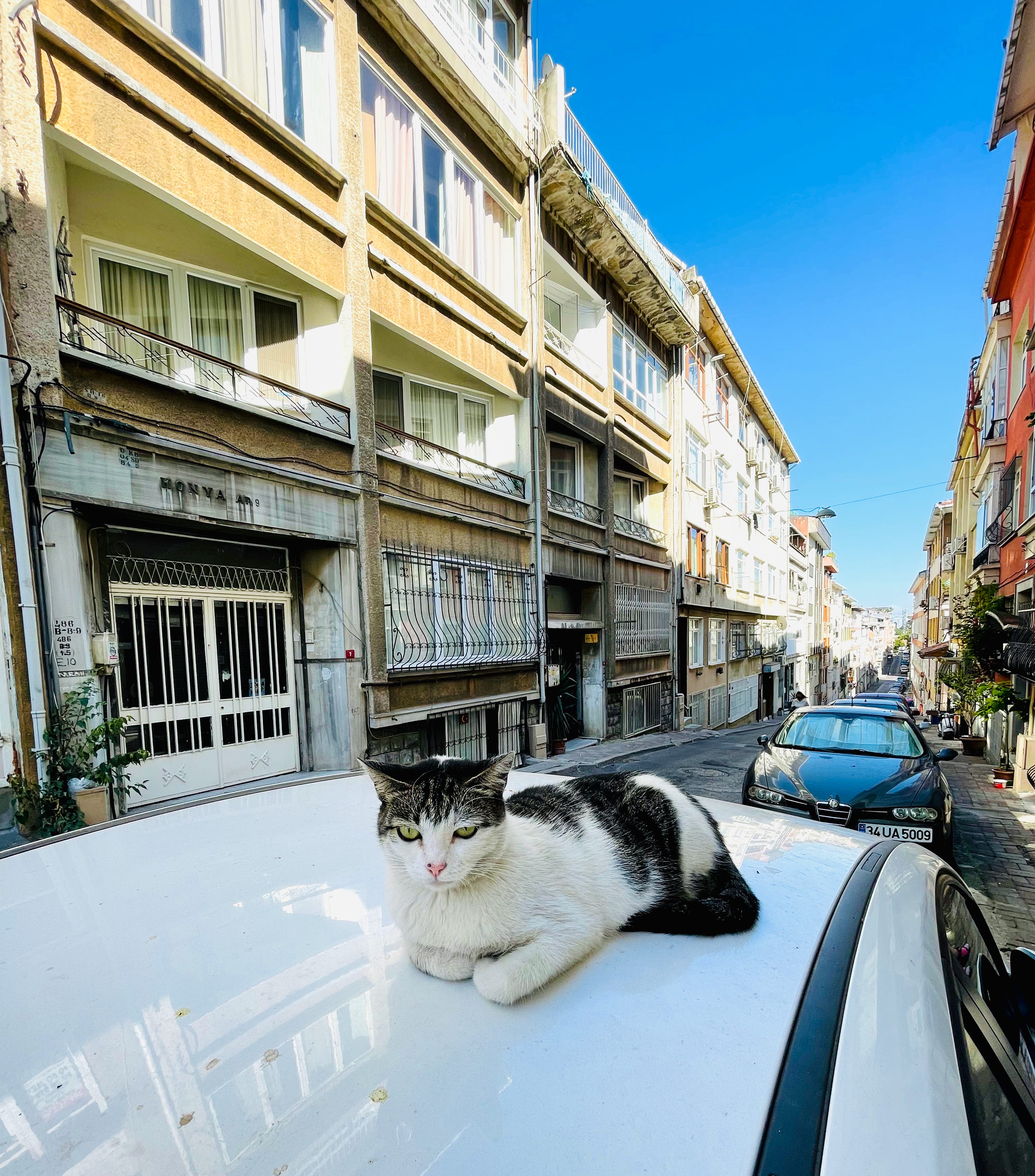The Cats (and Dogs) of Istanbul