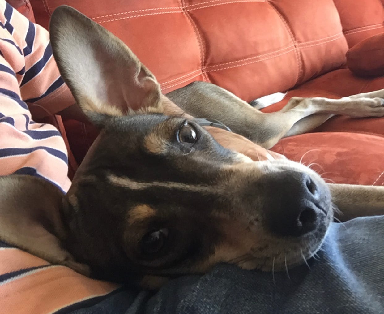 ¿Qué me ha enseñado el tener y cuidar una mascota?