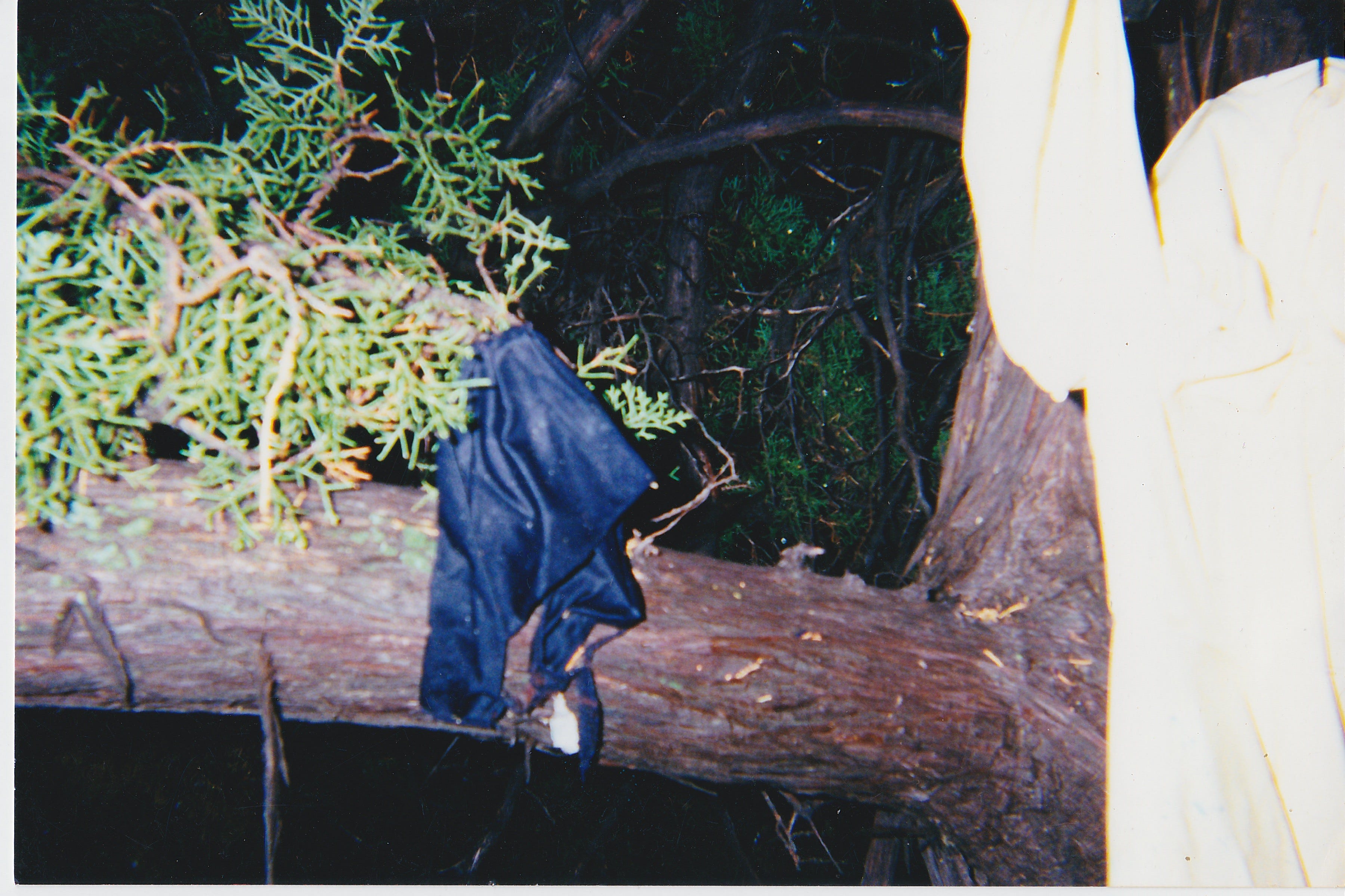 I Found Some of the Photographs - by Athena Walker