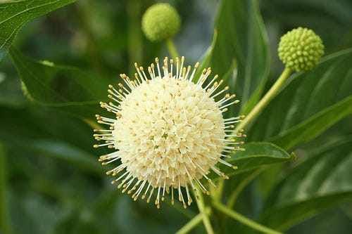 The Importance of "Buttonwillow" - by Sharine Borslien