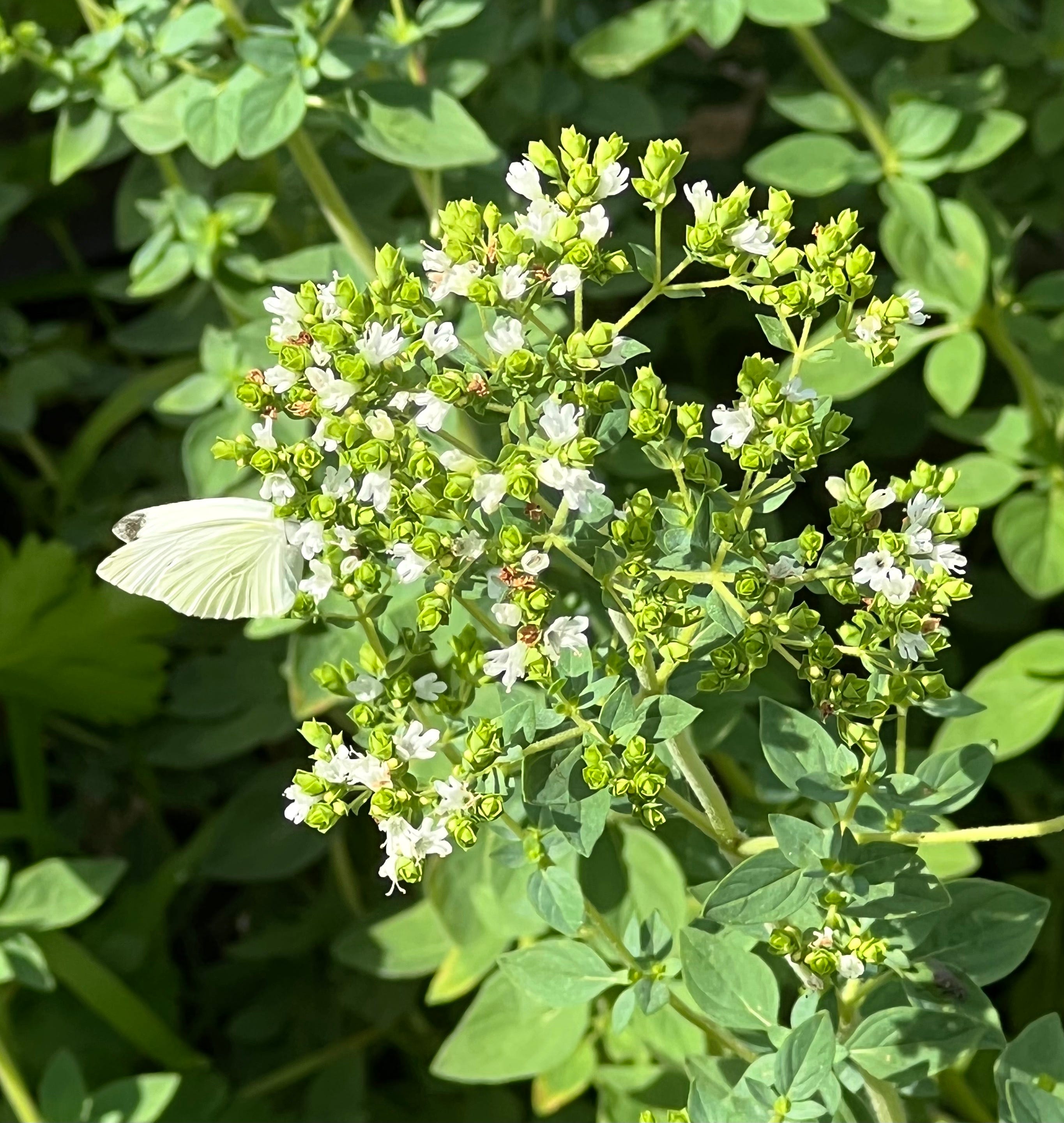 The Stellar Work of Star Farm Chicago - by Bob Benenson