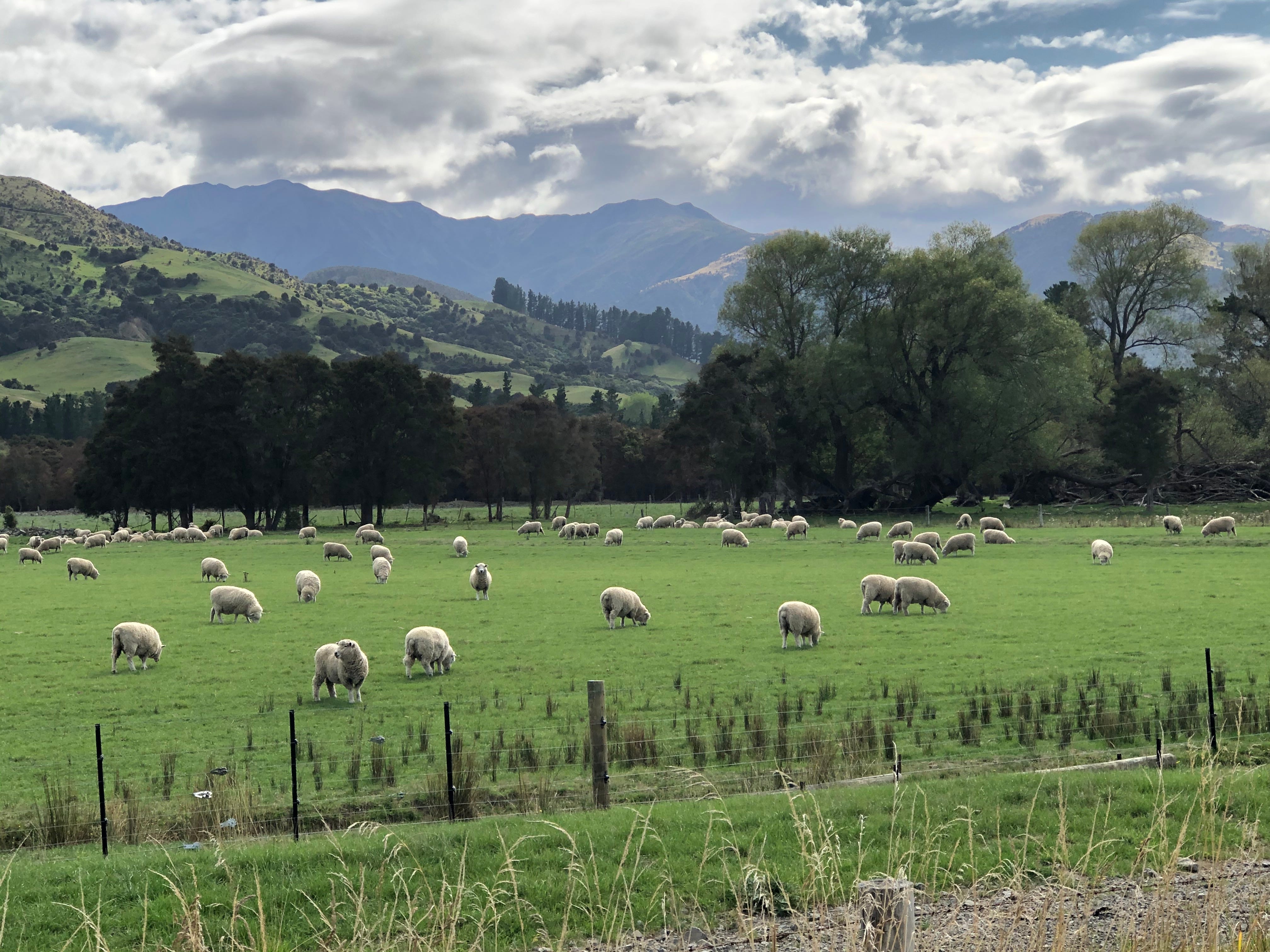 EcoRestoration will cool the planet.... - by Sally Dodge