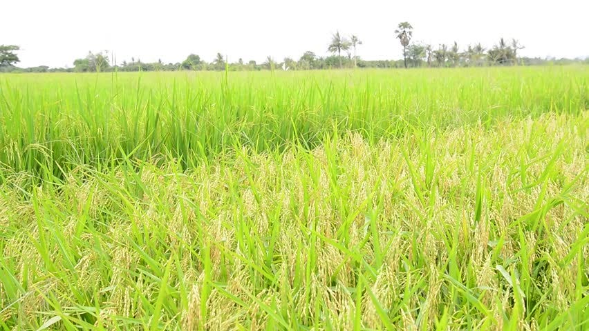 Scientists Renew the Green Revolution - by John Berthelsen