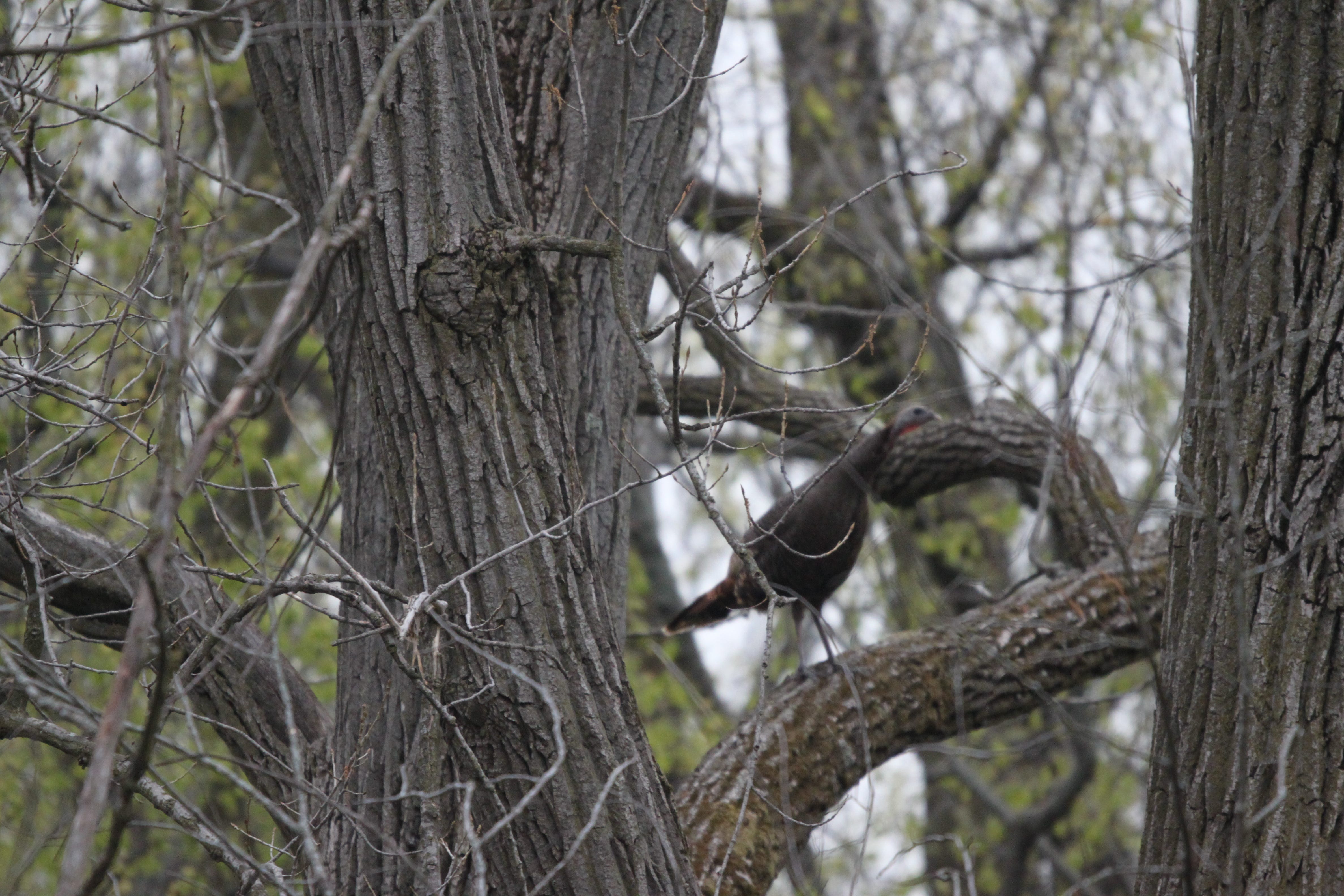 Wild Turkey a LaBagh Woods first, plus the return of Rose
