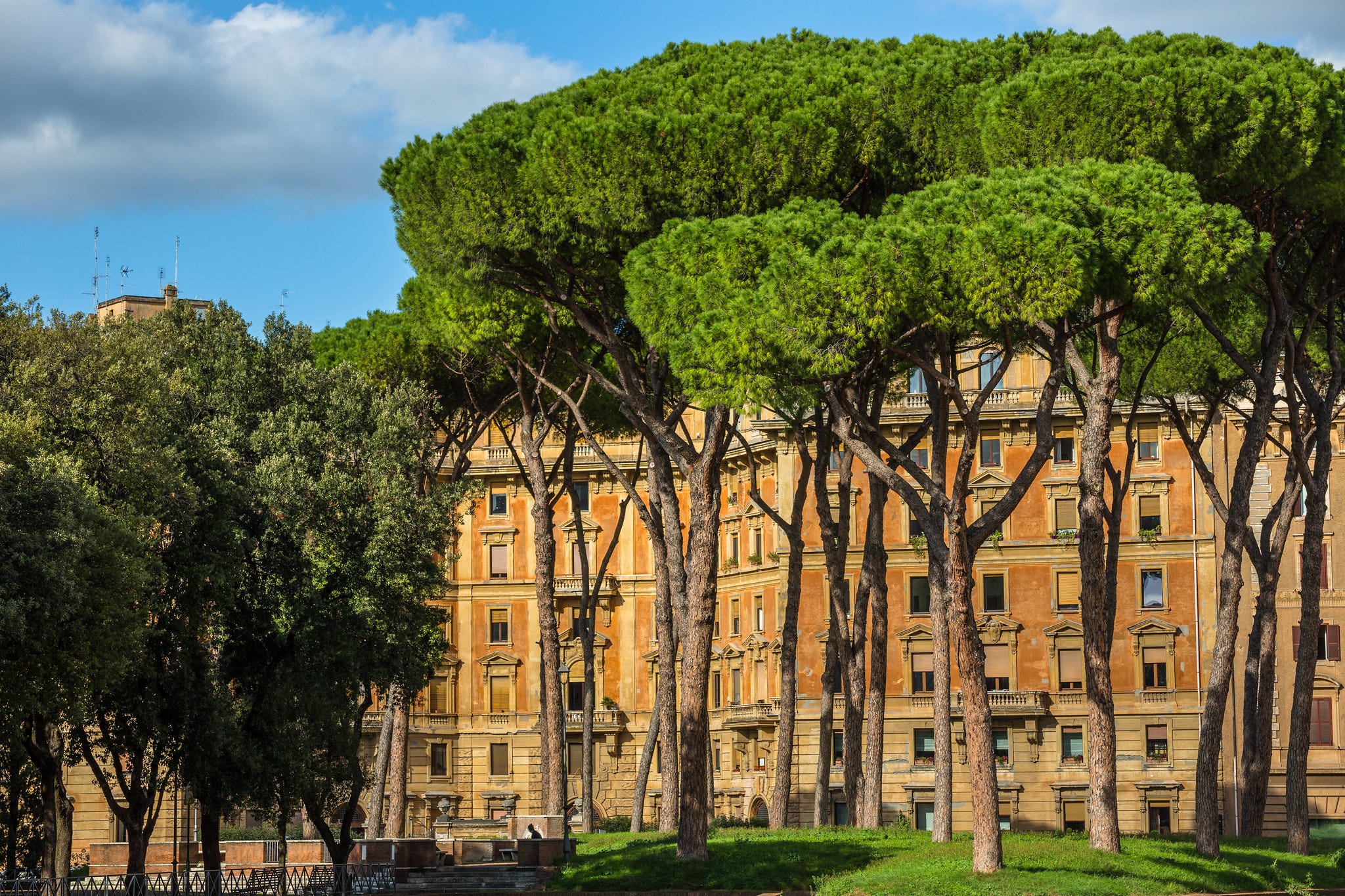 Plight of the Roman pines - by Jamie Mackay