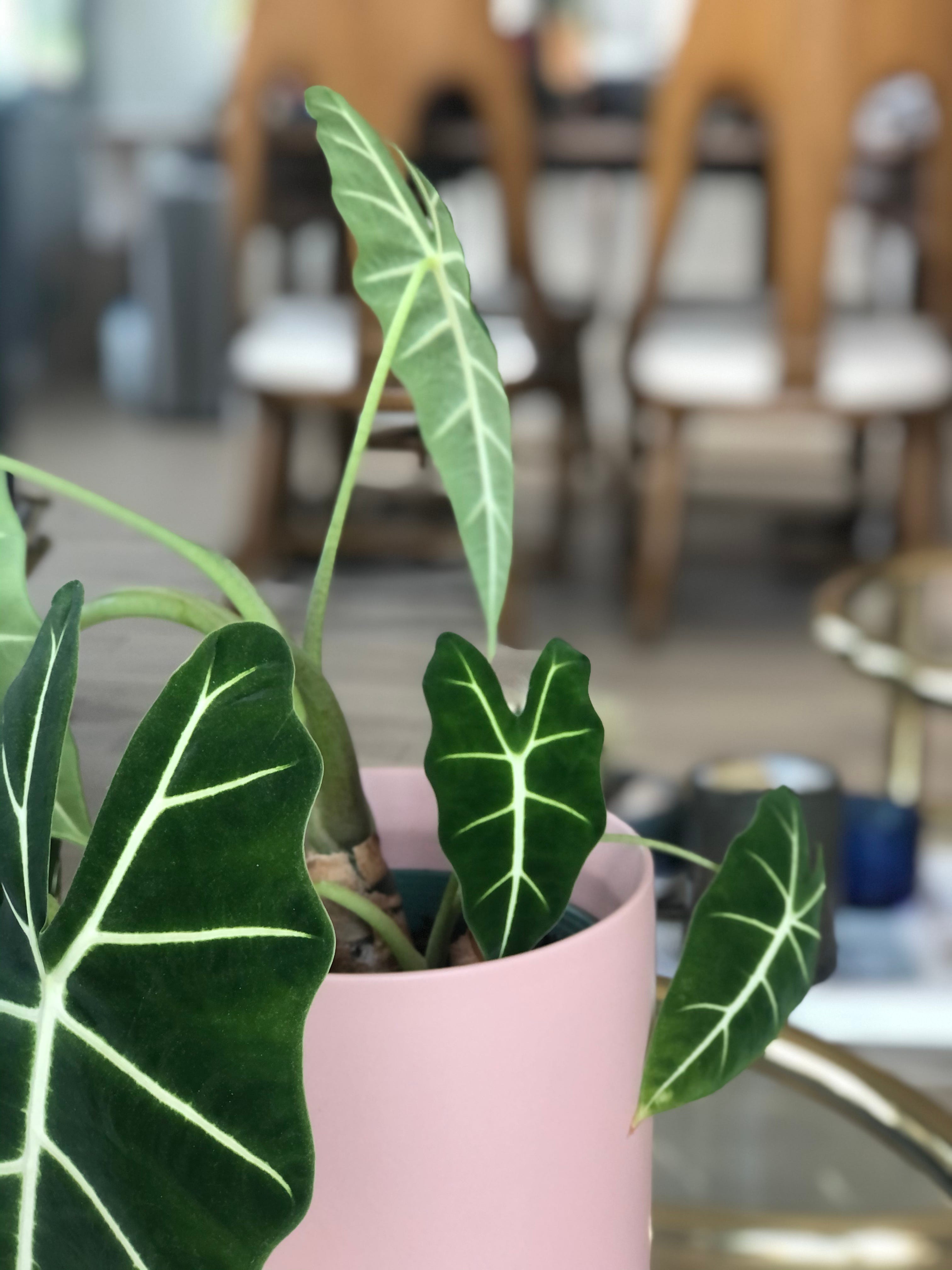 Experiment: Water - by Jacob Jones - Leaf Talk