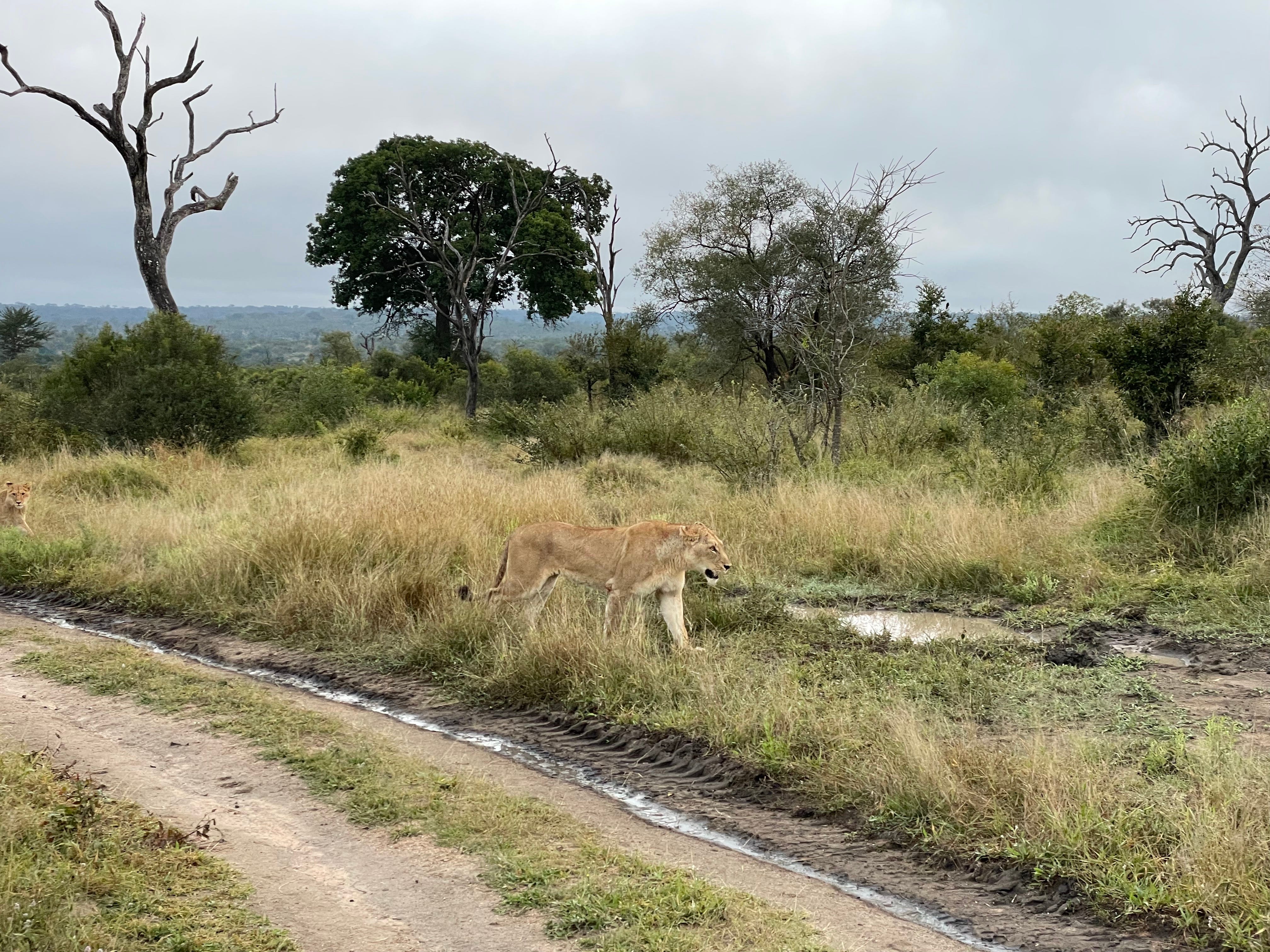 Who The Wild Things Are - Decadence with Tanna Key