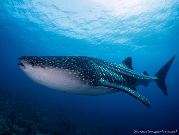 From Mayhem to Serenity: Photographing Whale Sharks