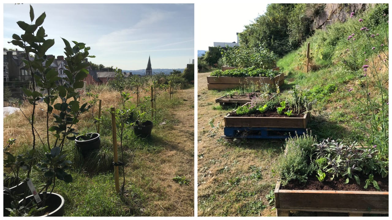 In an old quarry in St. Luke's, a community garden grows