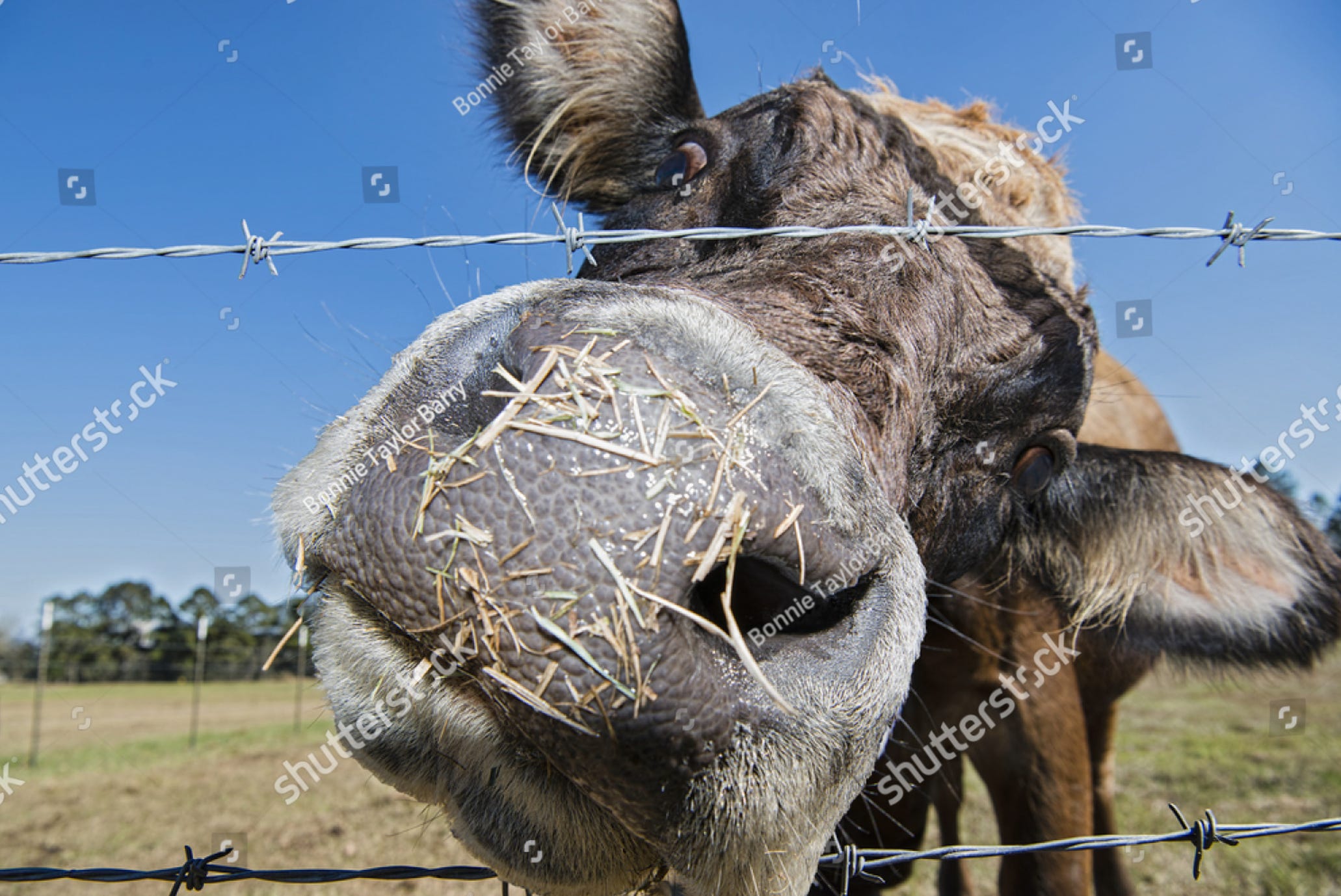 Taking Notice - The Northcote Farmer