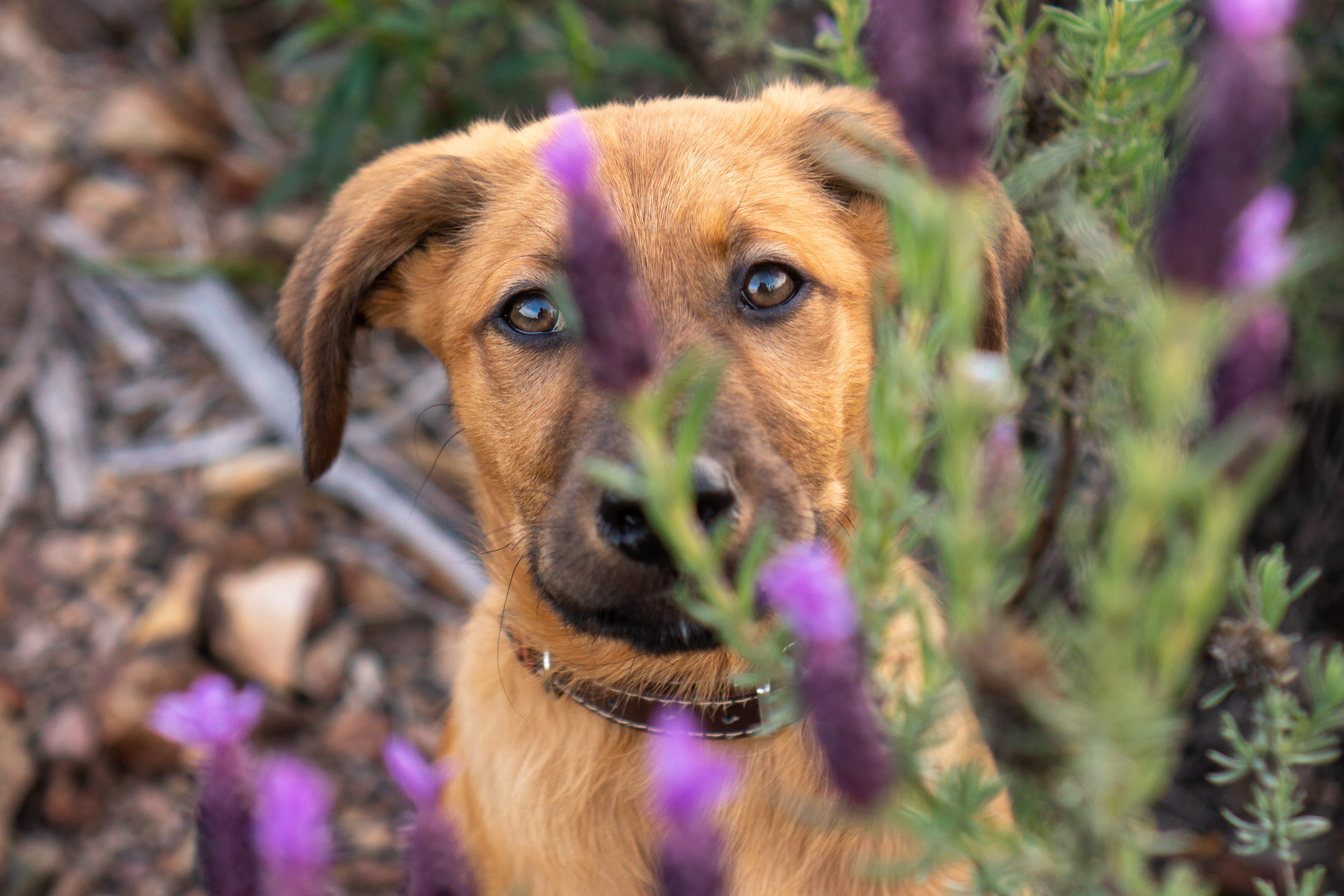 Lupa: A New Companion - by Adrian Howell