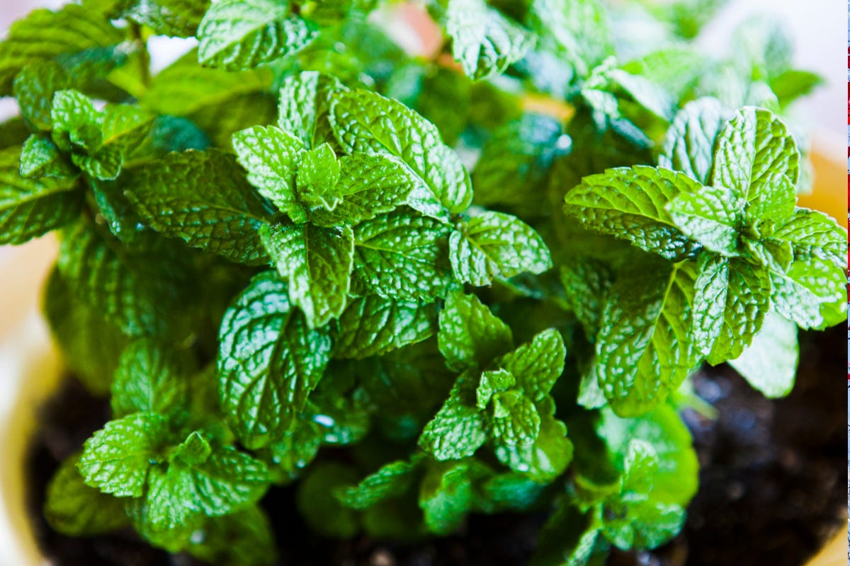 Growing Herbs — A Beginners Guide - by Laura Janney