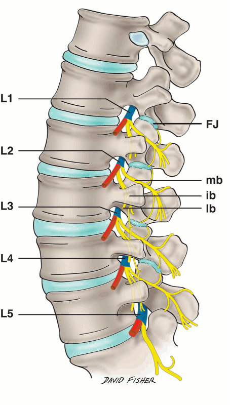 A visual tour of the lumbar nerve roots - by Tom Jesson