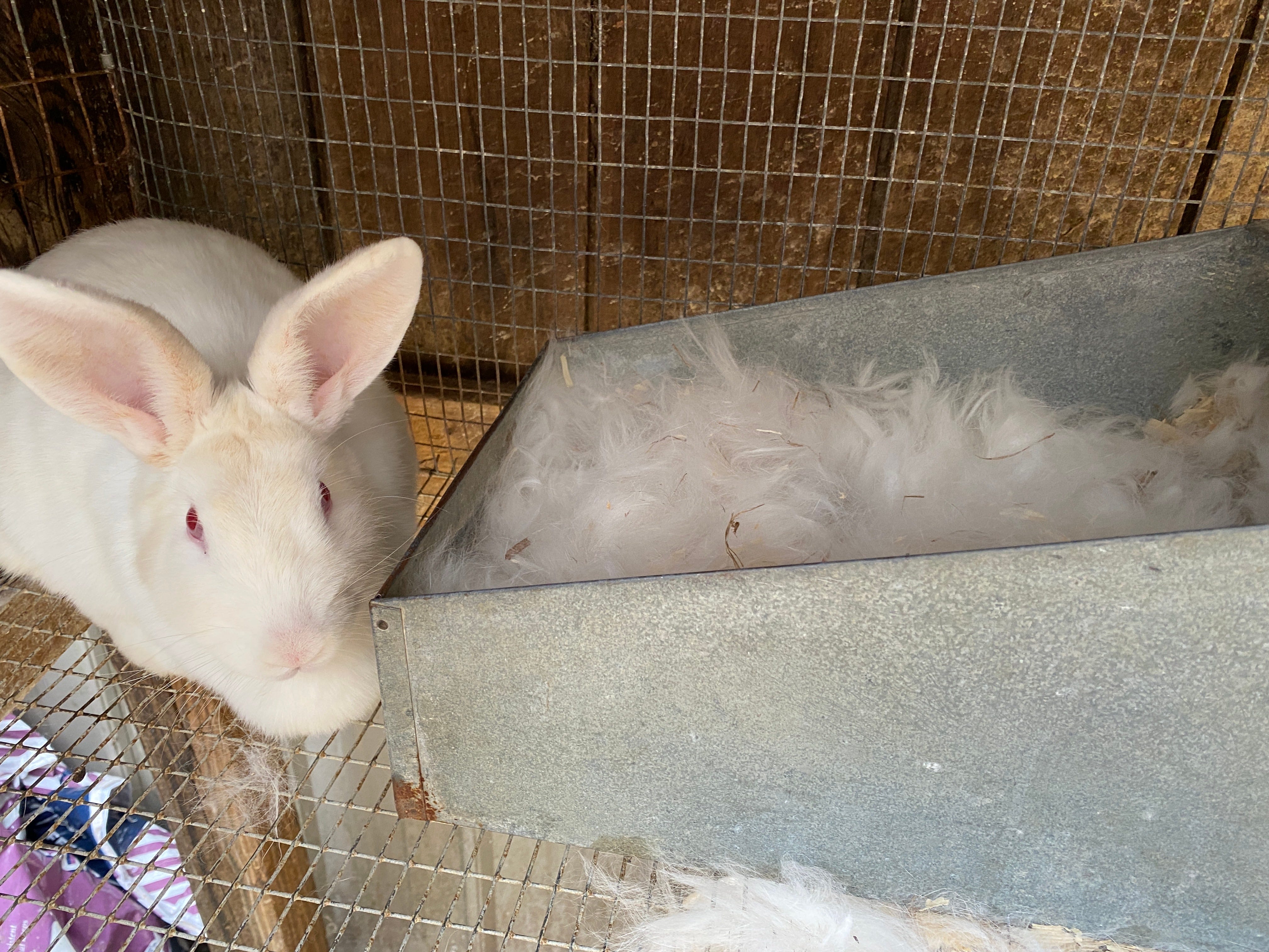 Why You Should Consider Raising Rabbits - by Josh Centers