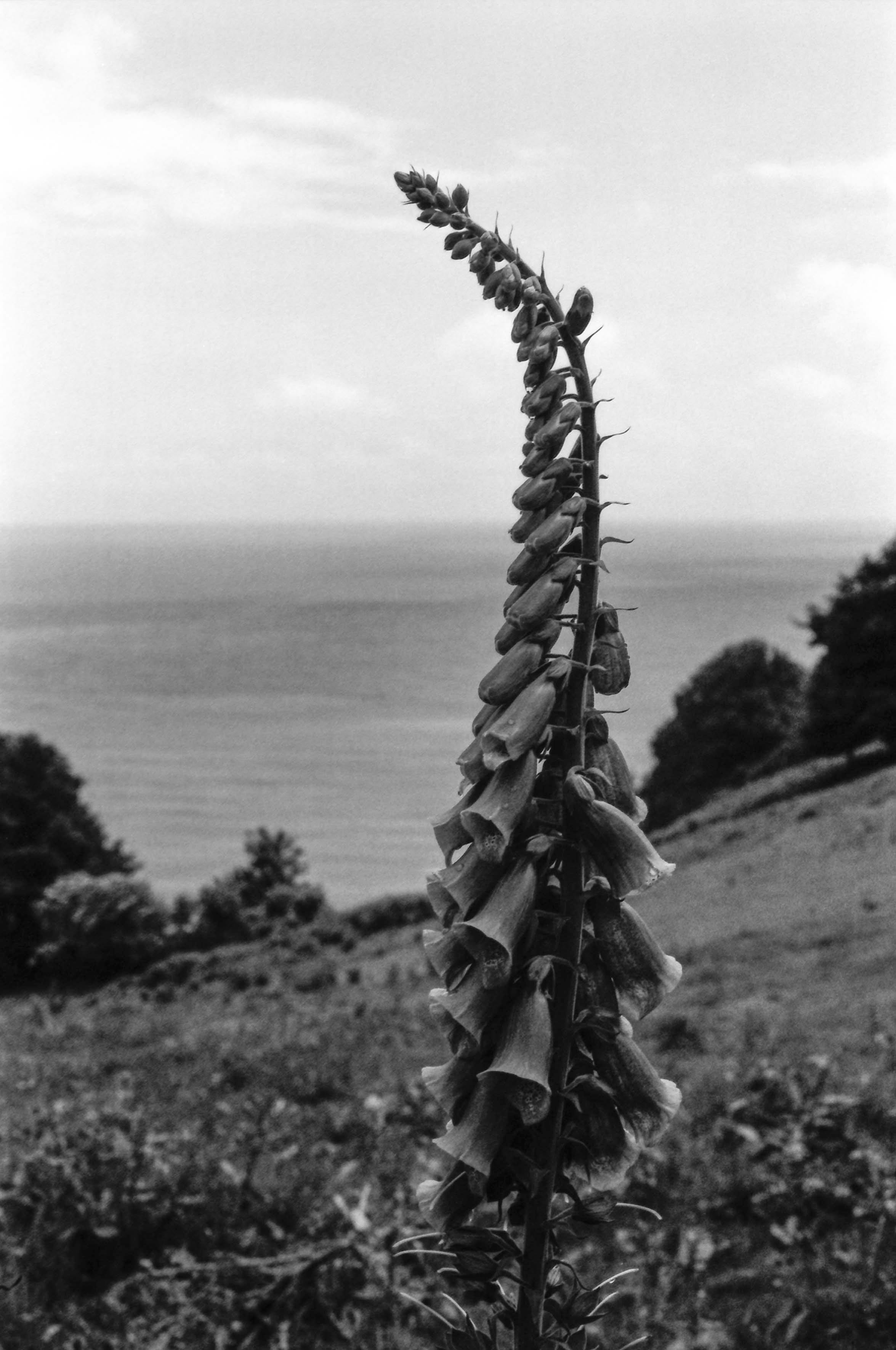 Coast Path Foxglove - by Rosie Sherwood - A NOMADIC ROSE