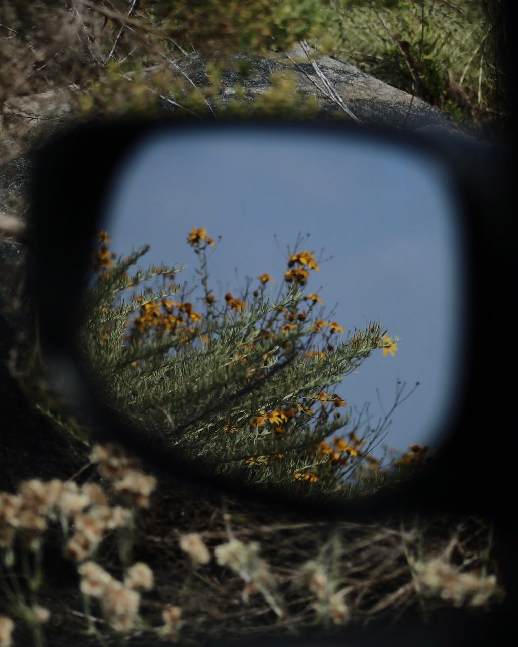 #39: Scrubland - by Stefania Culafic - Observations