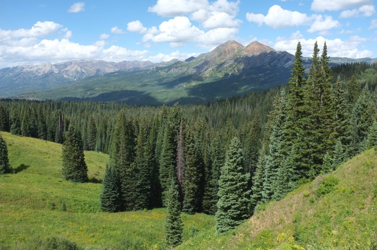 Wilderness as the arena for evolution - by Ethan Linck