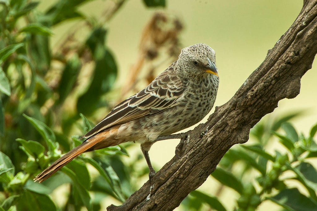Birds of the Week: Weavers - by Jack Mirkinson