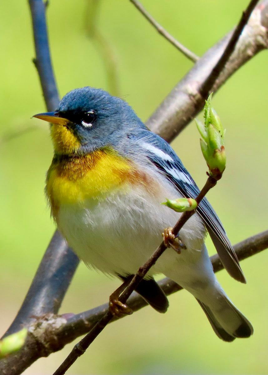 Bird of the Week 5/30 - 6/3 - by Ben Tonelli