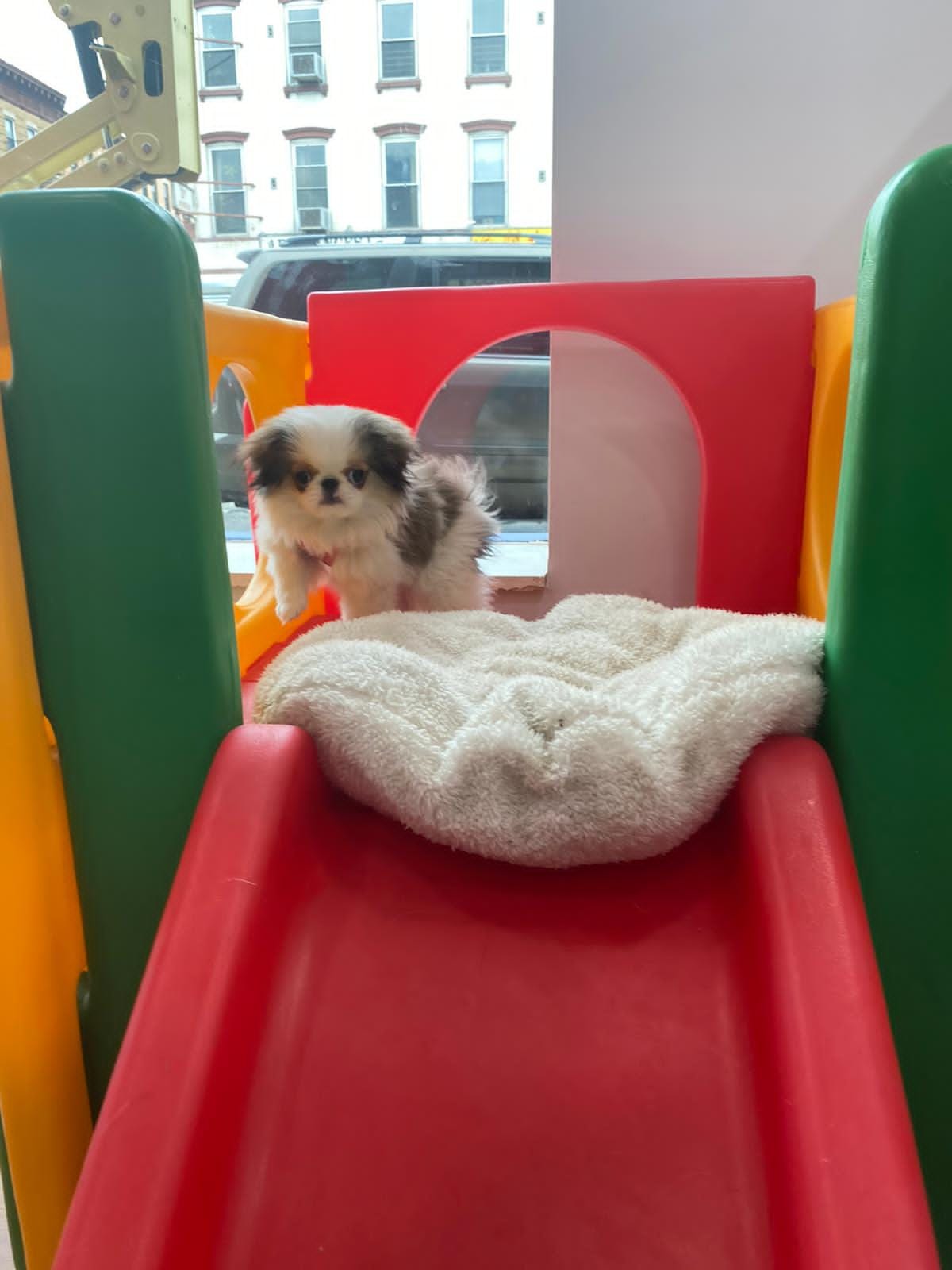 Westminster Dog Commentary with Rax King and Ben Gullard