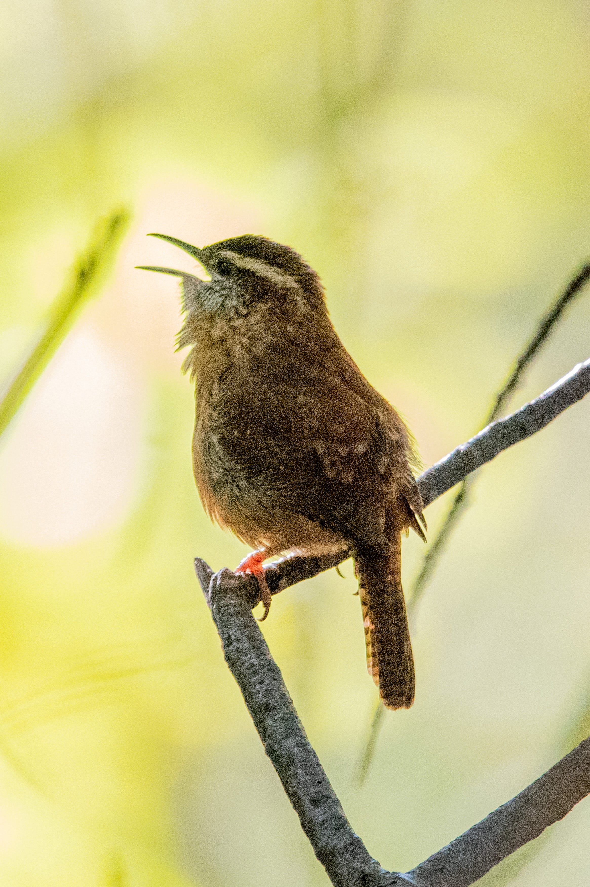 Aloft and aloud - by Caleb Crain - Leaflet