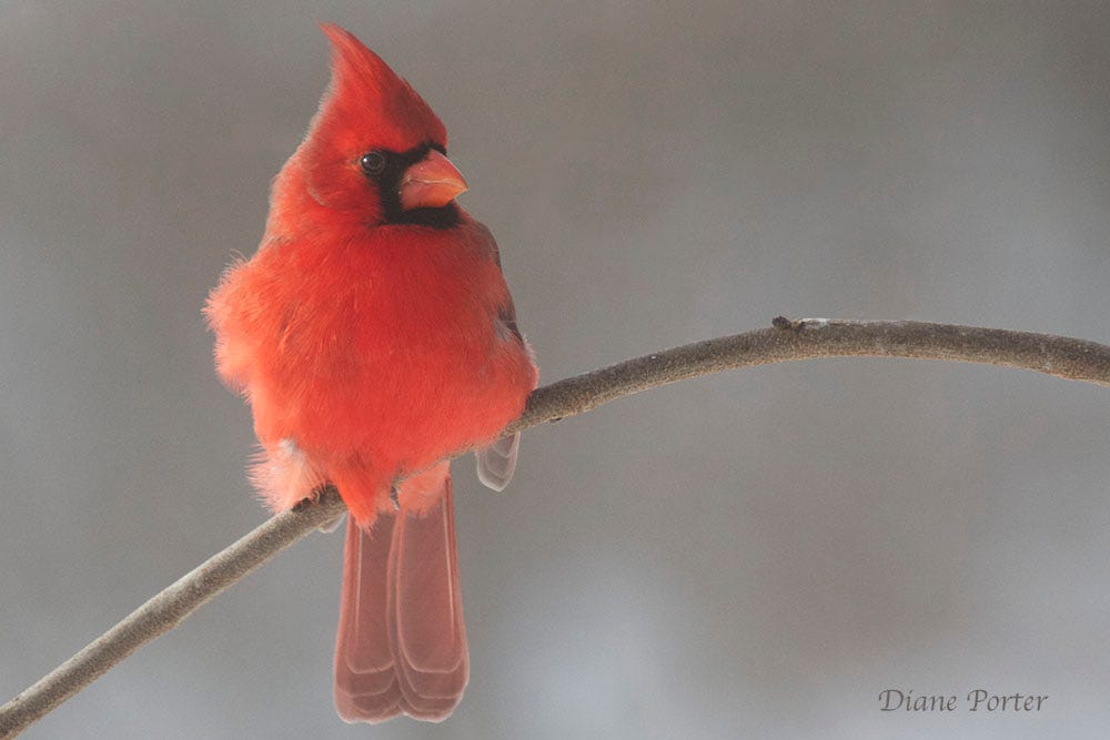 Cardinal Fresh for Winter - by Diane Porter - My Gaia