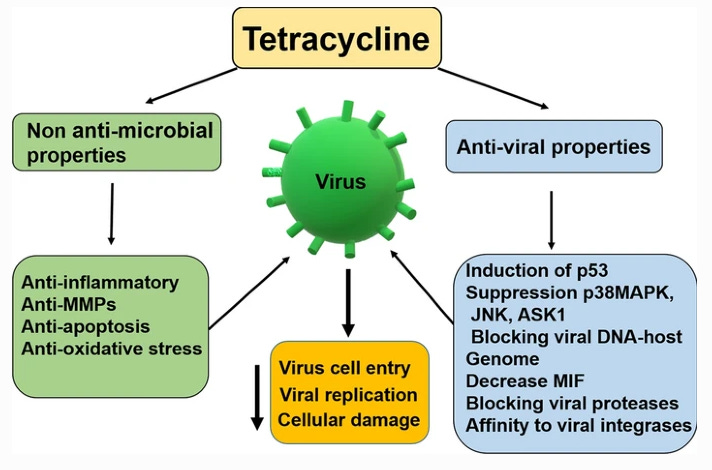 Repurposing of the antibiotic Doxycycline as an antiviral and anti ...