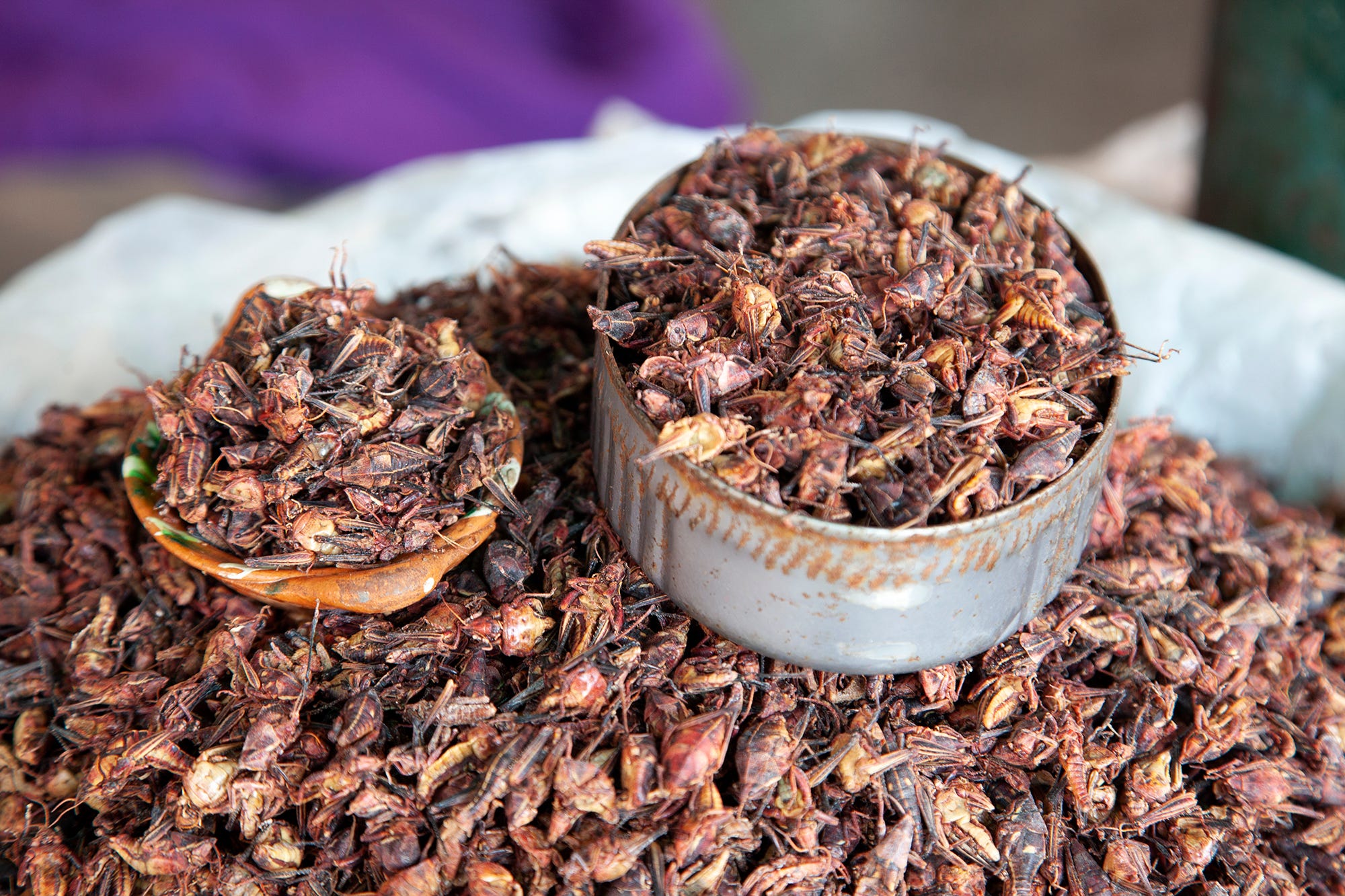 A Guide to the Edible Insects of the Americas