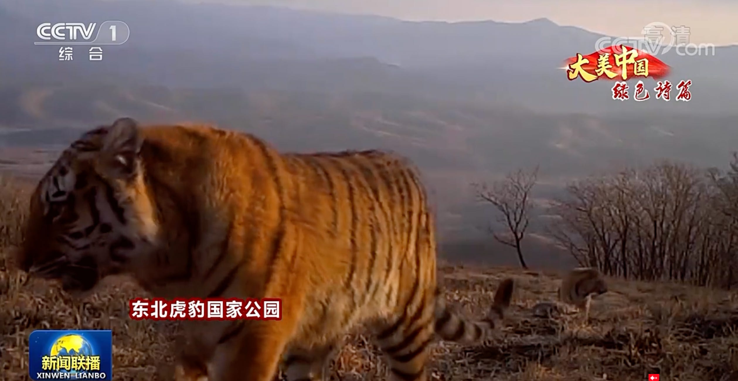 CCTV FOLLIES 10.18 Of men and tigers - by Phil Cunningham
