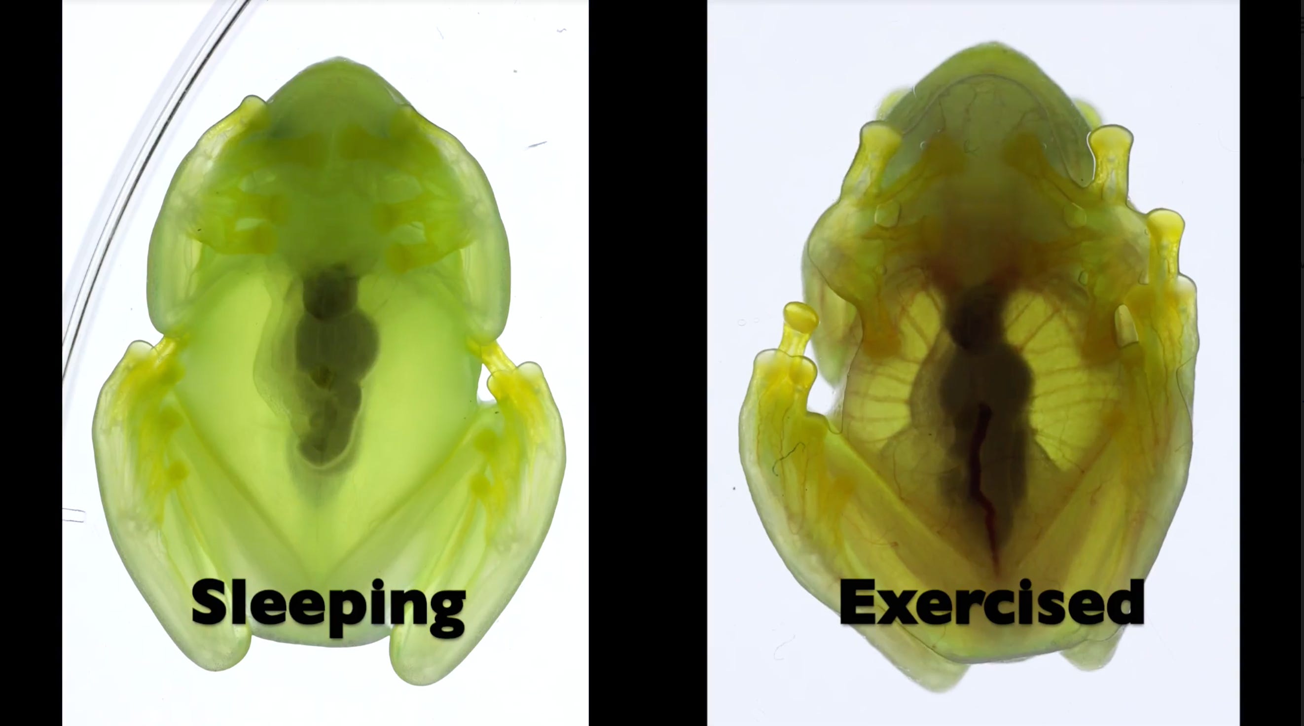 The See-Through Frog's Disco Liver - by Jason Bittel