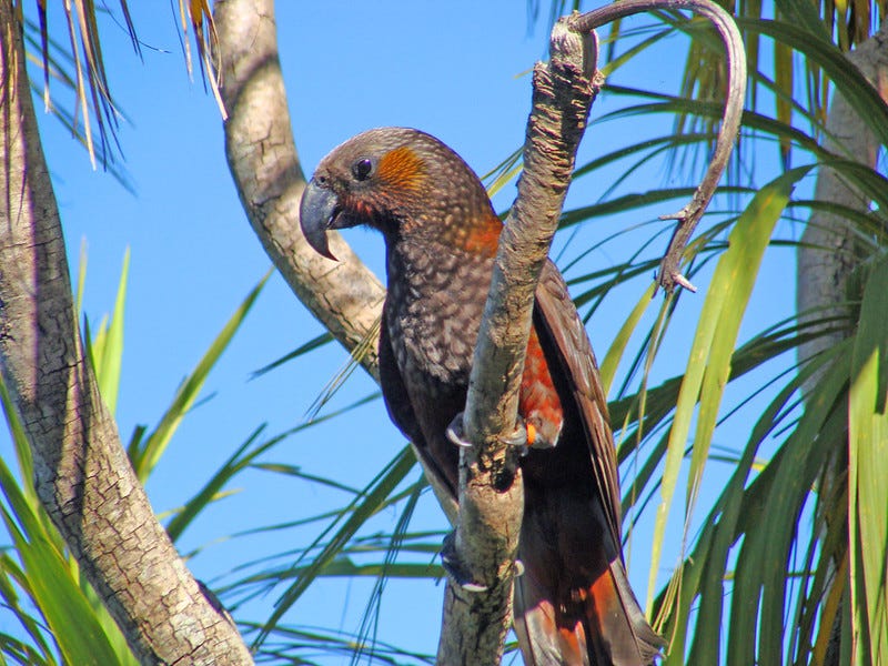 The state of The Kākā nation - The Kākā by Bernard Hickey