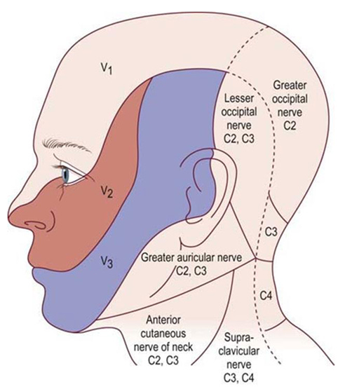 Where is the C1 dermatome? - by Gavin Giovannoni